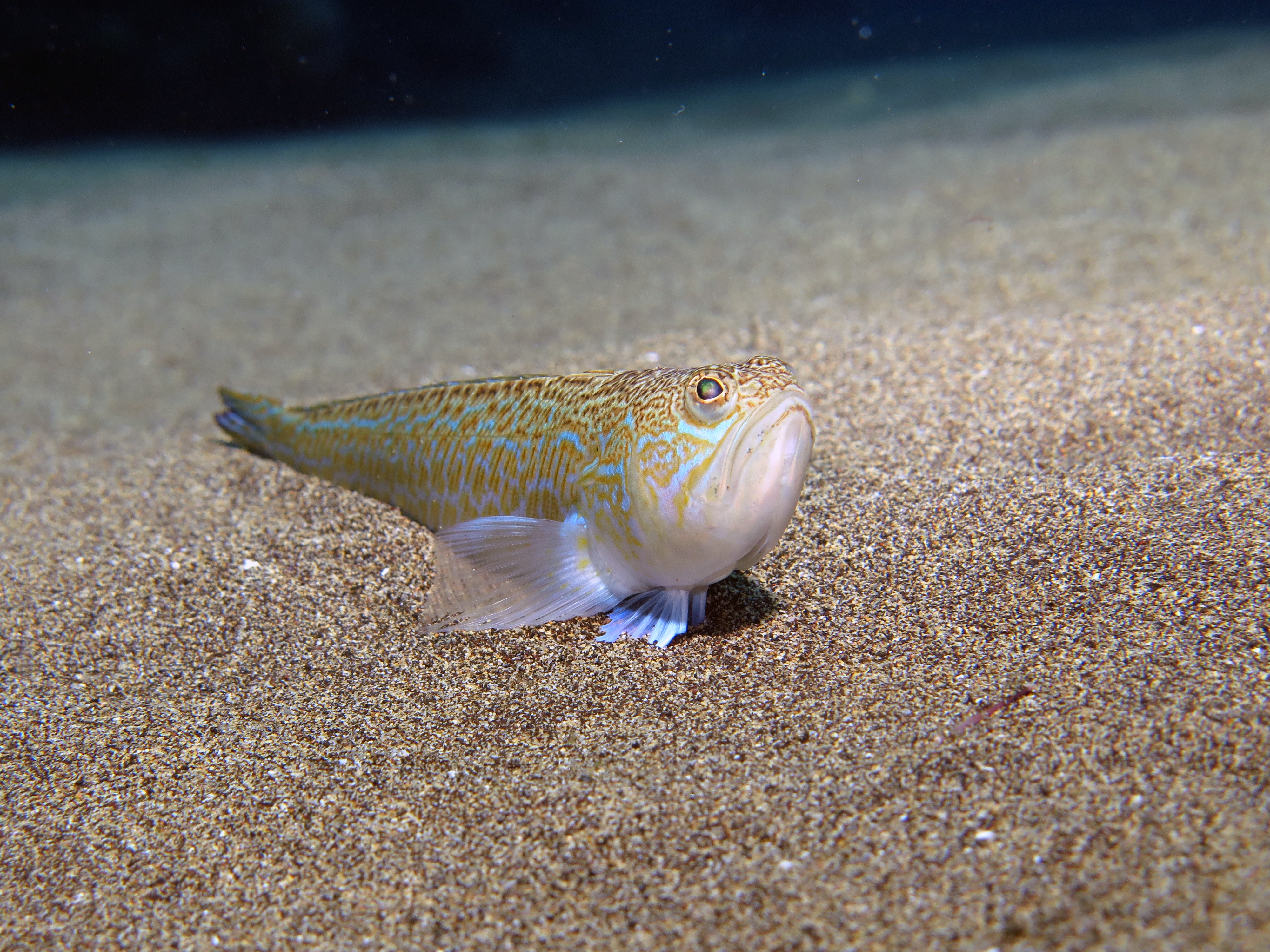 De grote pieterman: de giftigste vis van onze wateren | wibnet.nl