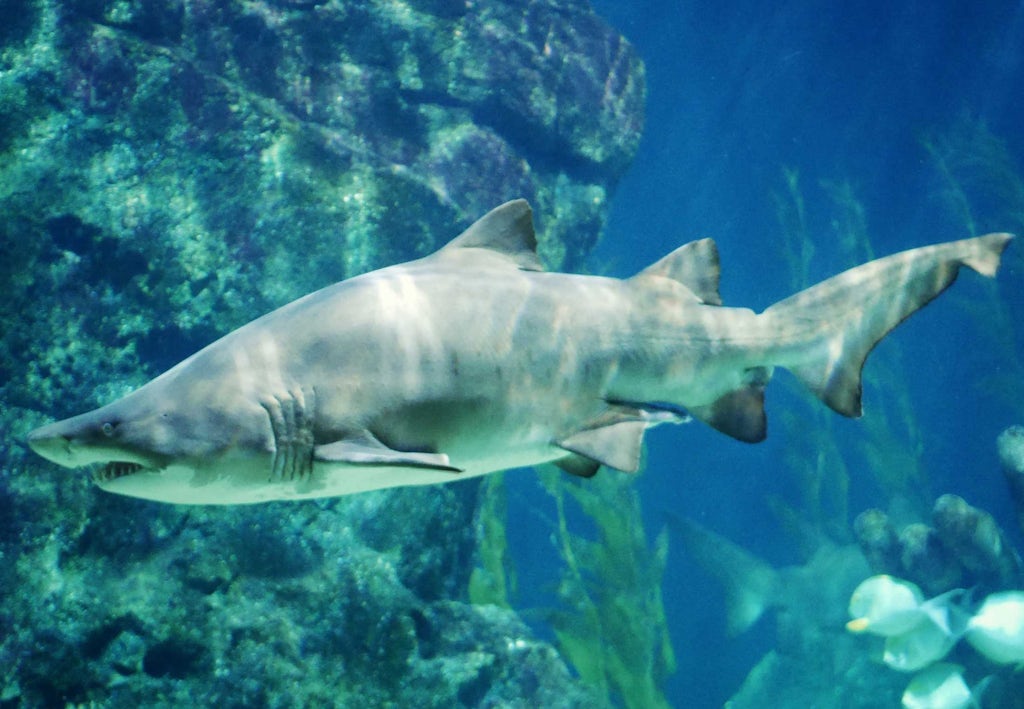 Hajarter: Få overblik over hajarter - fra hvidhaj til hvalhaj | illvid.dk