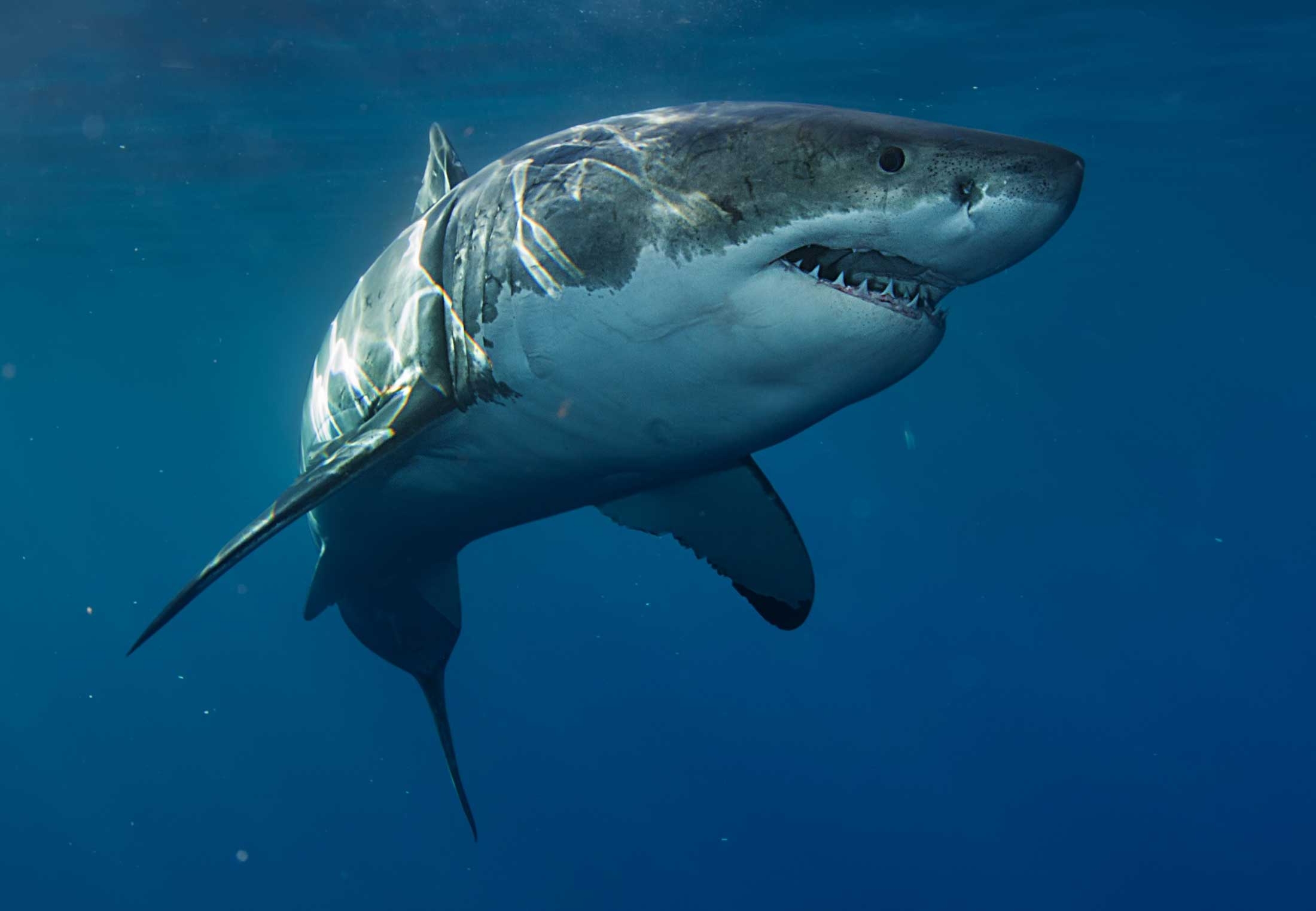Hajarter: Få overblik over hajarter - fra hvidhaj til hvalhaj | illvid.dk