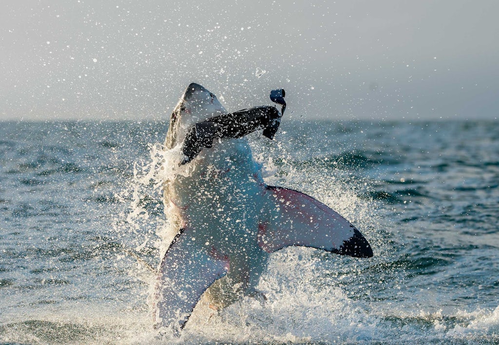 Haaiensoorten: Een overzicht van haaien, van de witte haai tot de ...