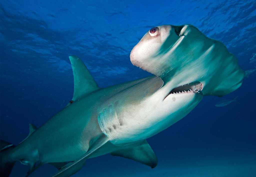 Haaiensoorten: Een overzicht van haaien, van de witte haai tot de ...