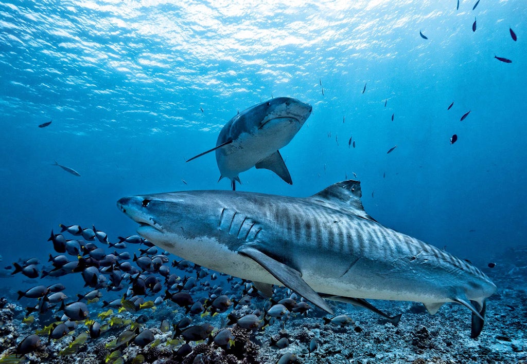 Haaiensoorten: Een overzicht van haaien, van de witte haai tot de ...
