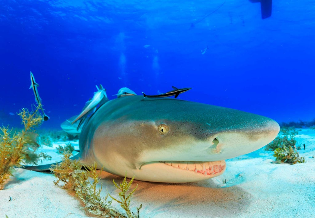 Haaiensoorten: Een overzicht van haaien, van de witte haai tot de ...