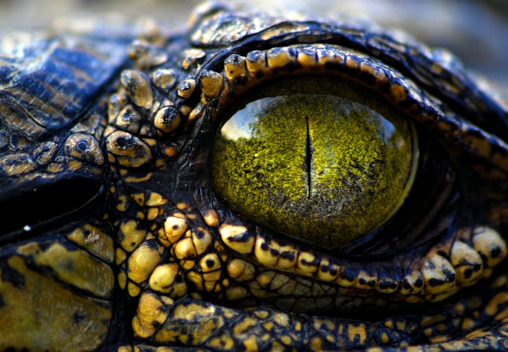 Näin krokotiili valloitti Amerikan | tieku.fi