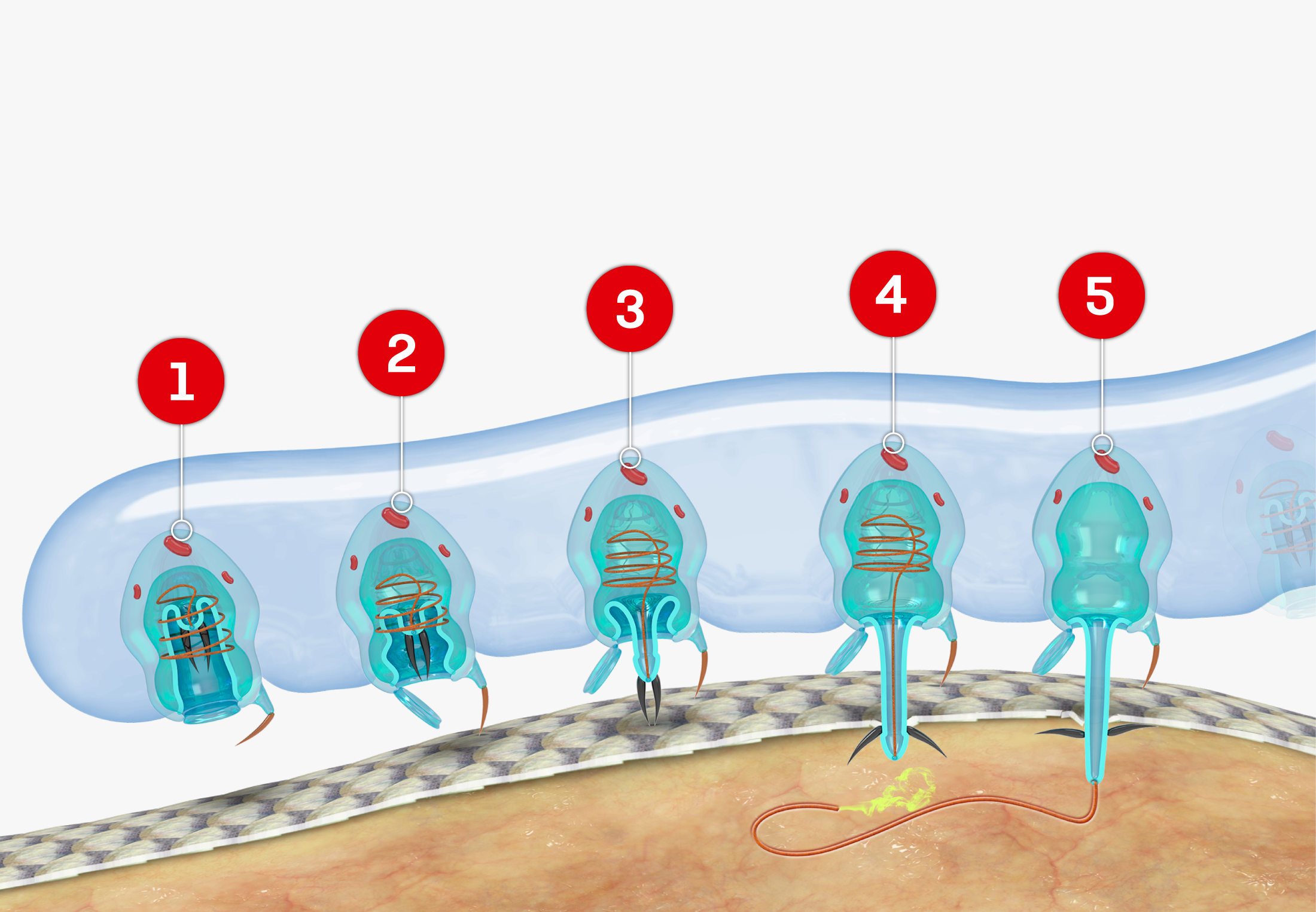 Her er verdens giftigste gopler | illvid.dk
