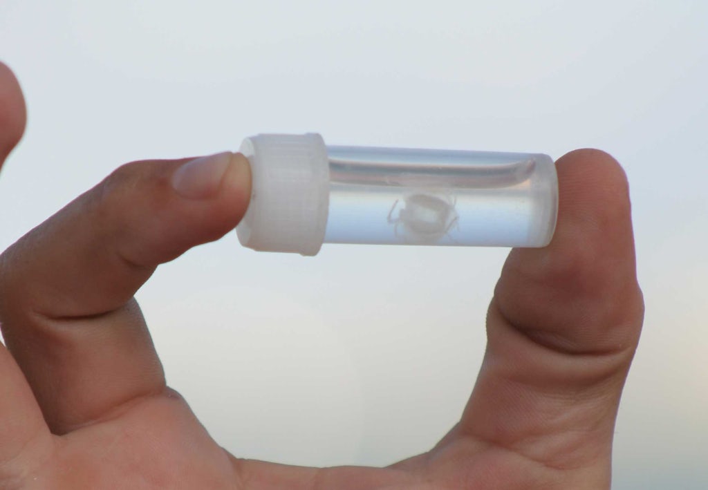 Her er verdens giftigste gopler | illvid.dk