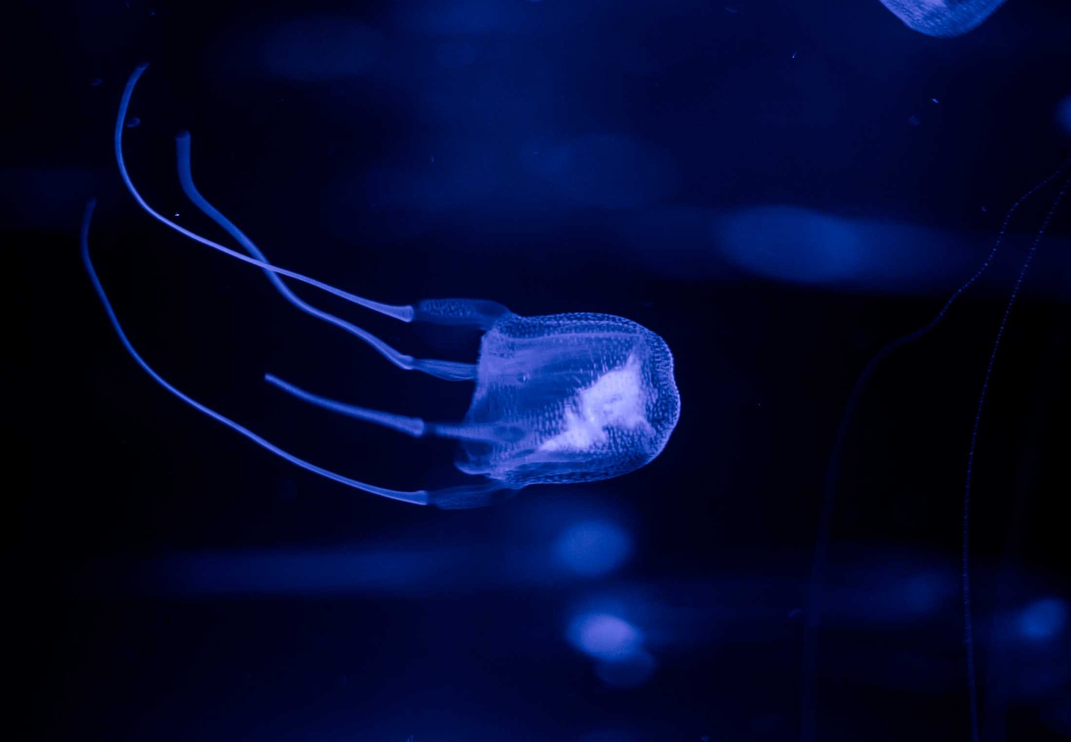 Her er verdens giftigste gopler | illvid.dk