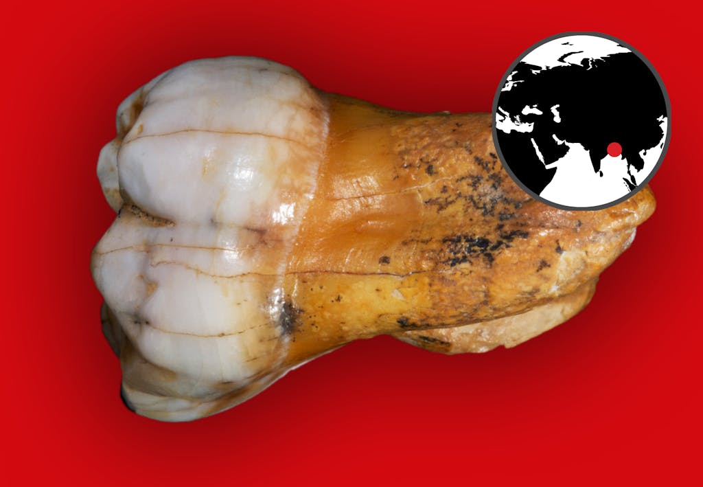 Forskere: Du er et produkt av innavl | illvit.no