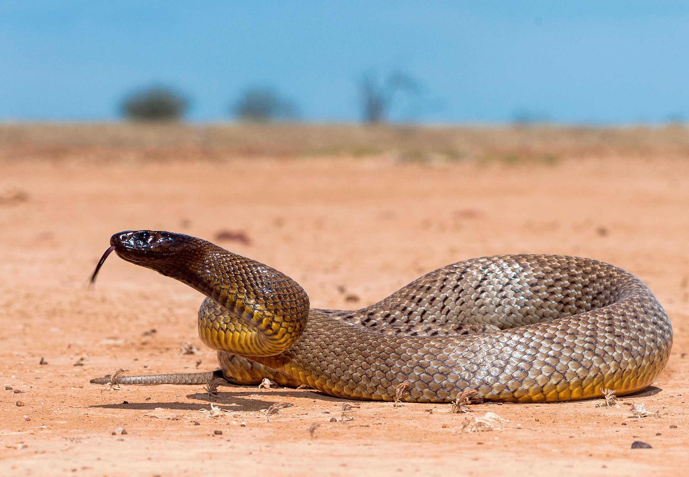 Her er verdens giftigeste stoffer | illvid.dk
