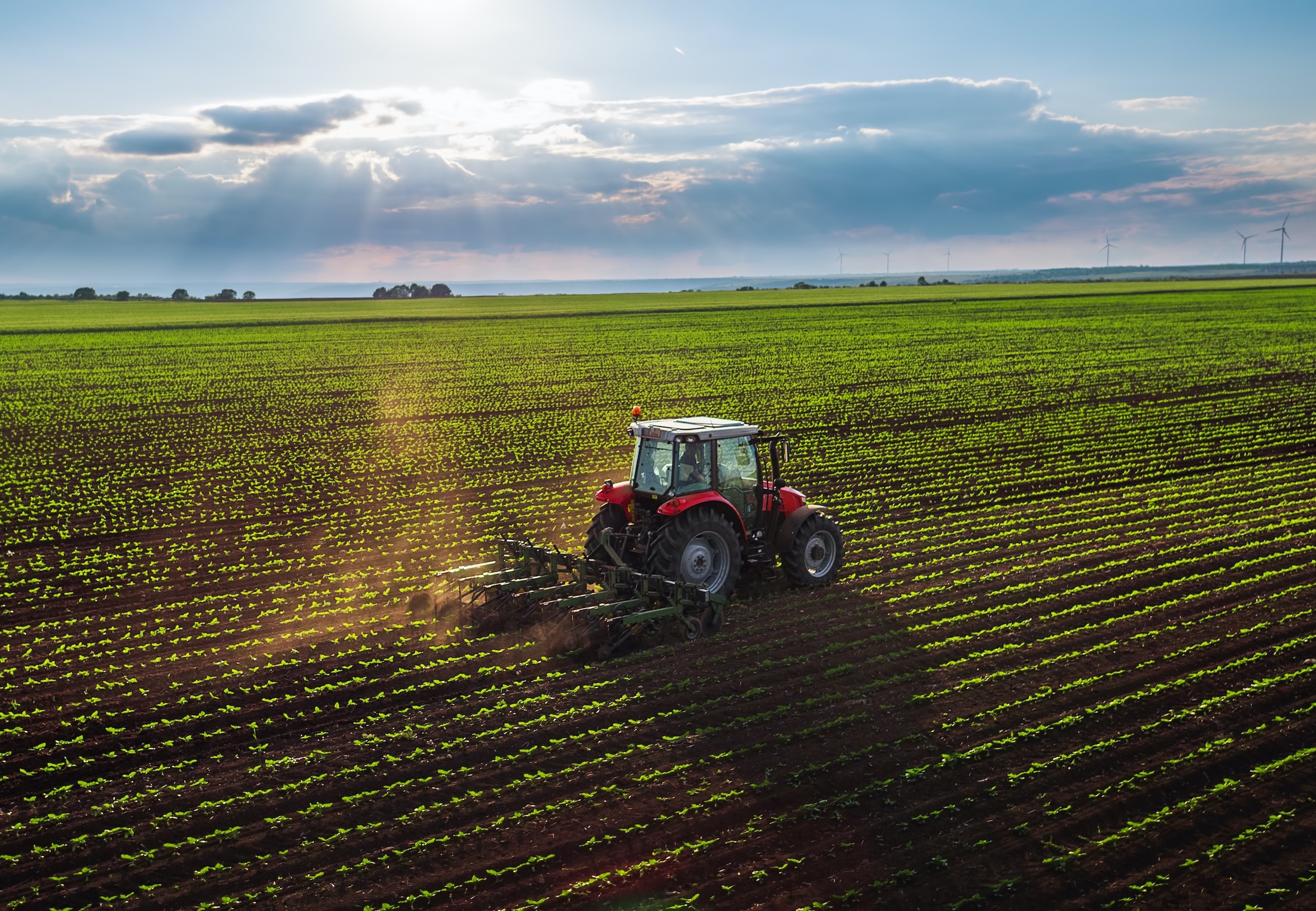 Bakteerit muuttavat kasvit CO2-imureiksi | tieku.fi