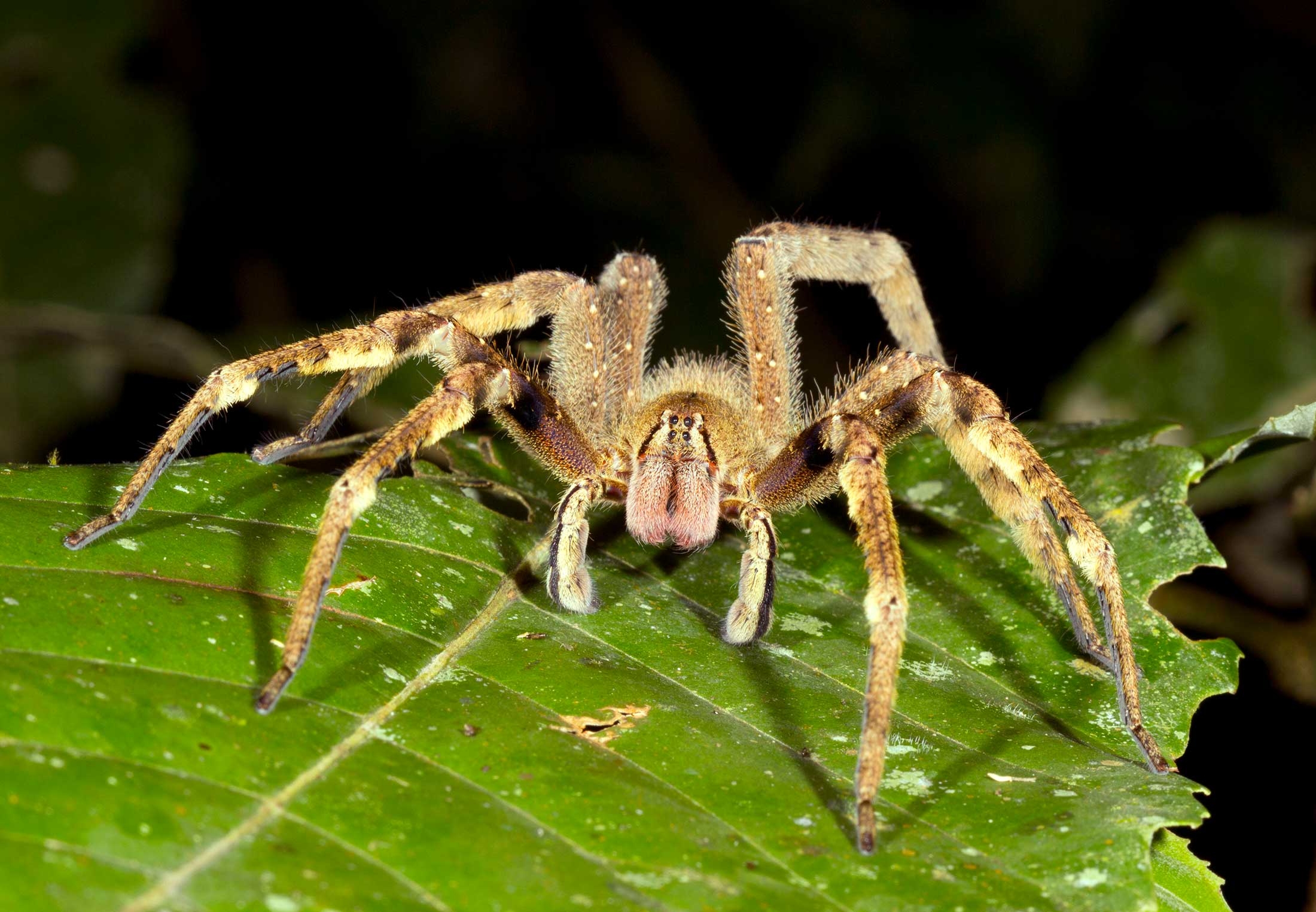 Spiders - Read all about the multi-legged critters here ...