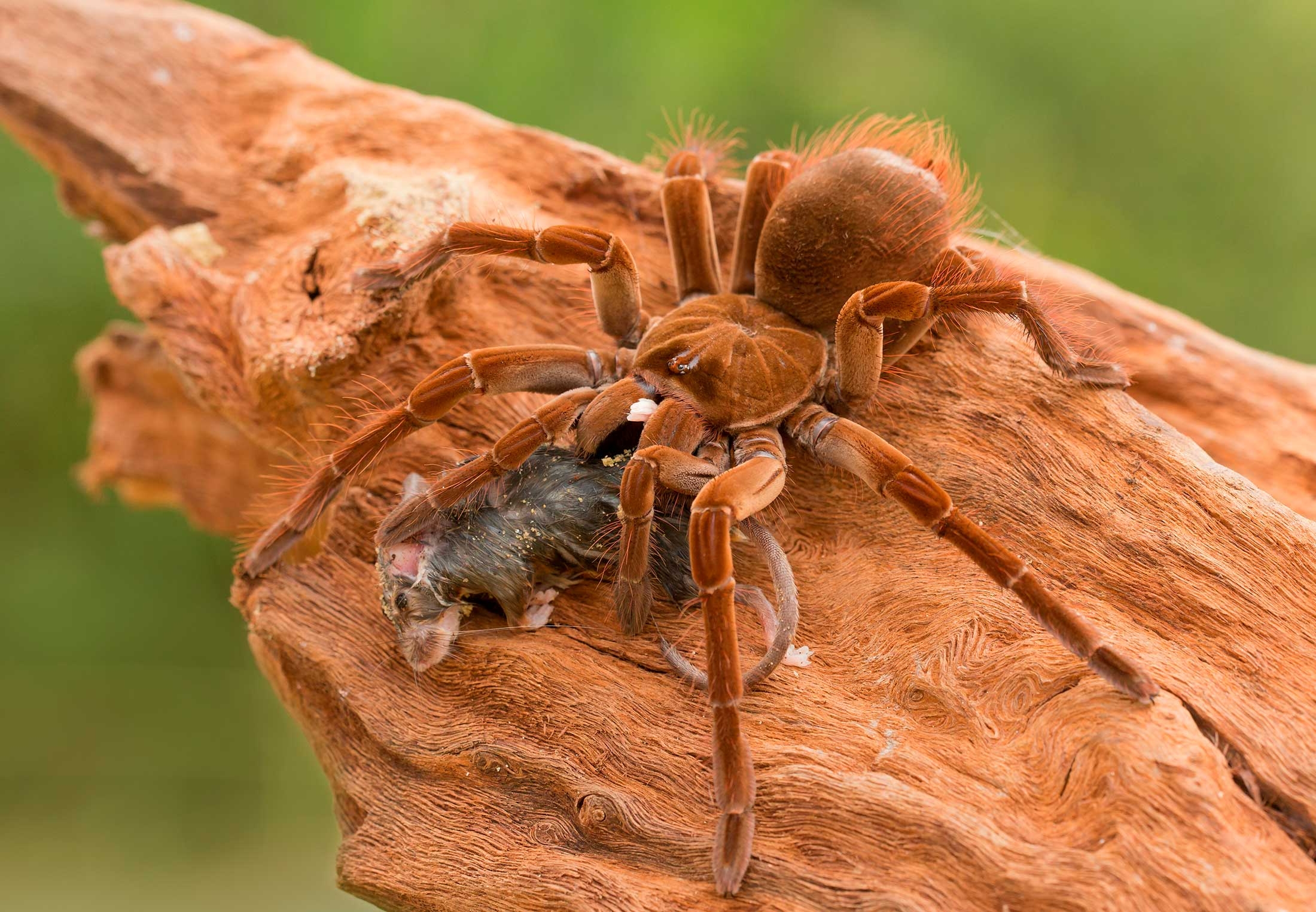 Spiders - Read all about the multi-legged critters here ...