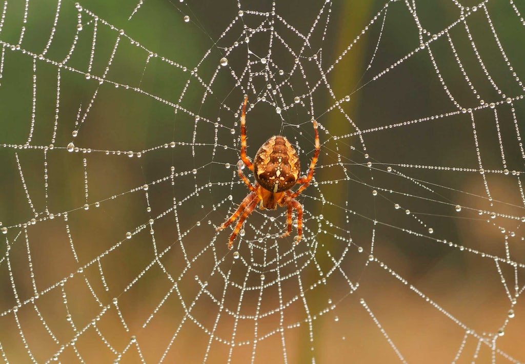 Edderkopper i Danmark - få overblikket her | illvid.dk
