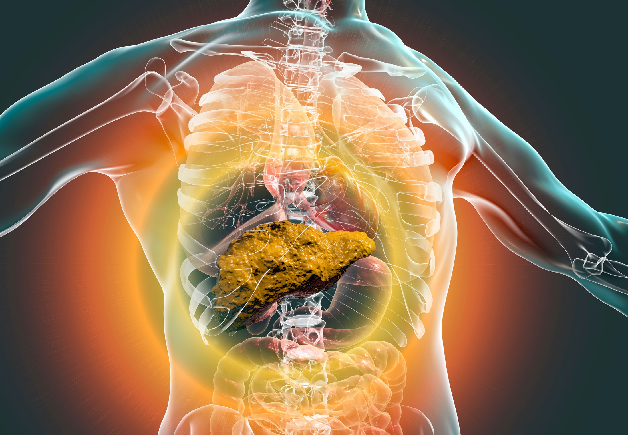 Forskare hittar nytt botemedel mot leversvikt | illvet.se