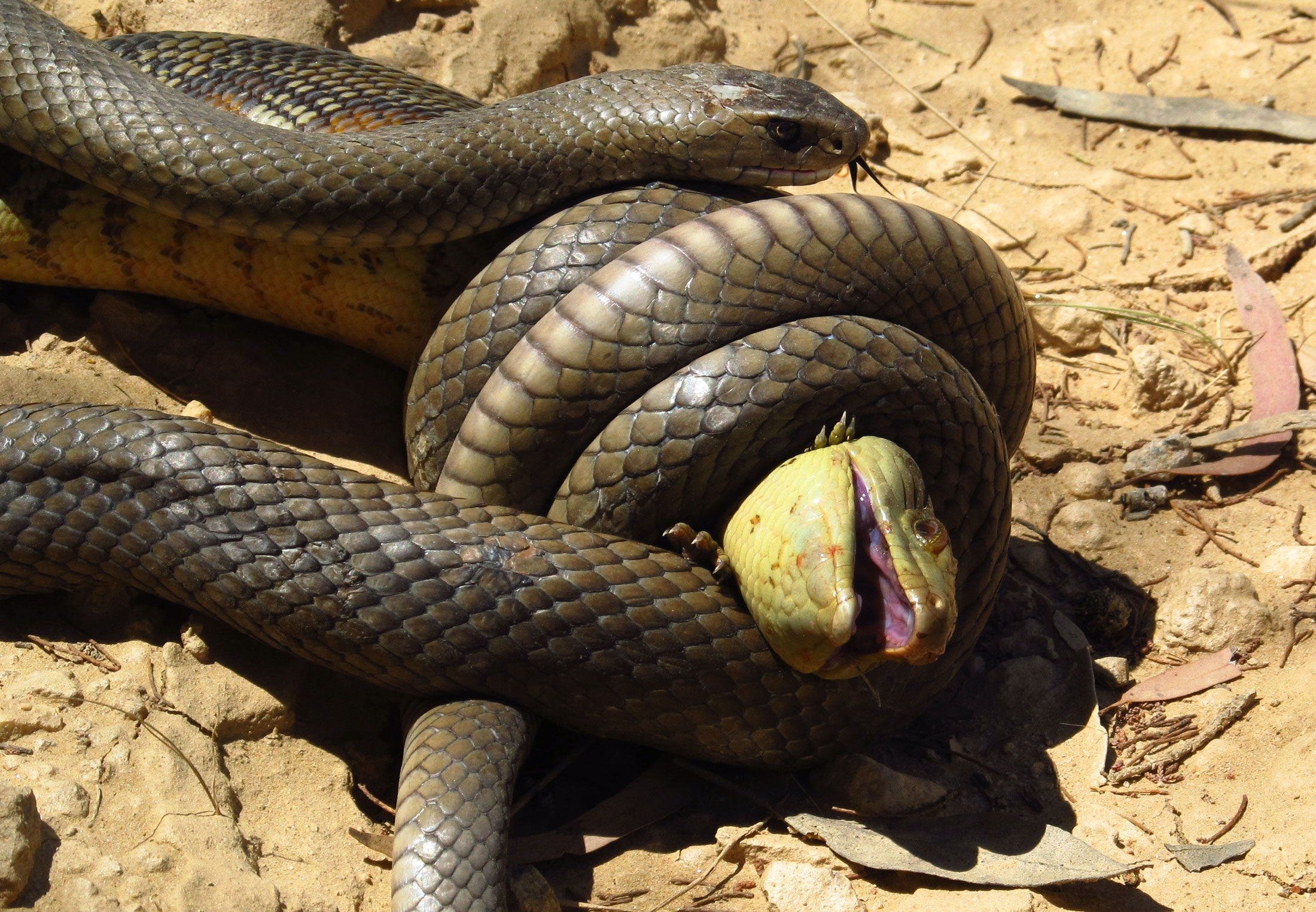 Snoken – Möt Sveriges största orm här | illvet.se