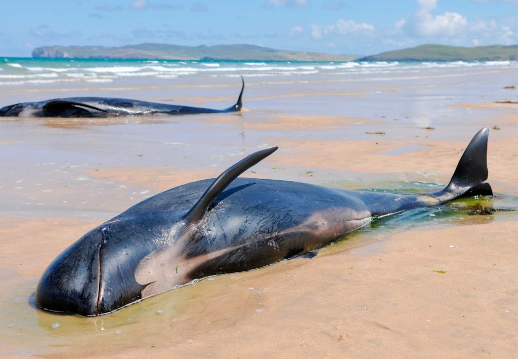 Hvaler – Hva er verdens største hvaler og hvor mange hvalarter finnes ...