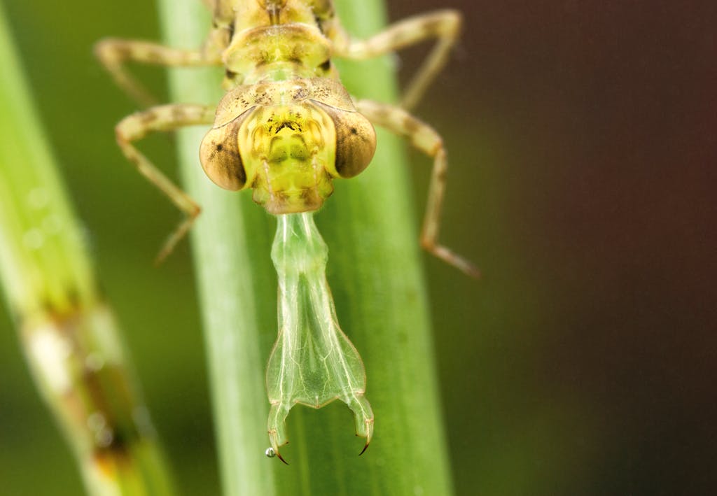 Gespietst, verbrijzeld en doodgebloed: dit zijn 9 gulzige monsters uit ...