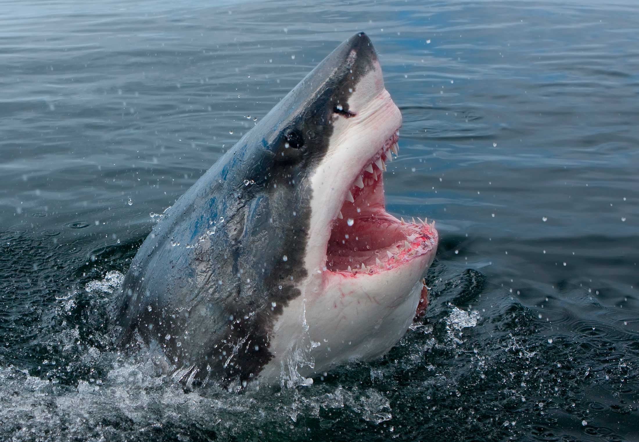Hvidhajen - kom tæt på verdens farligste haj | illvid.dk
