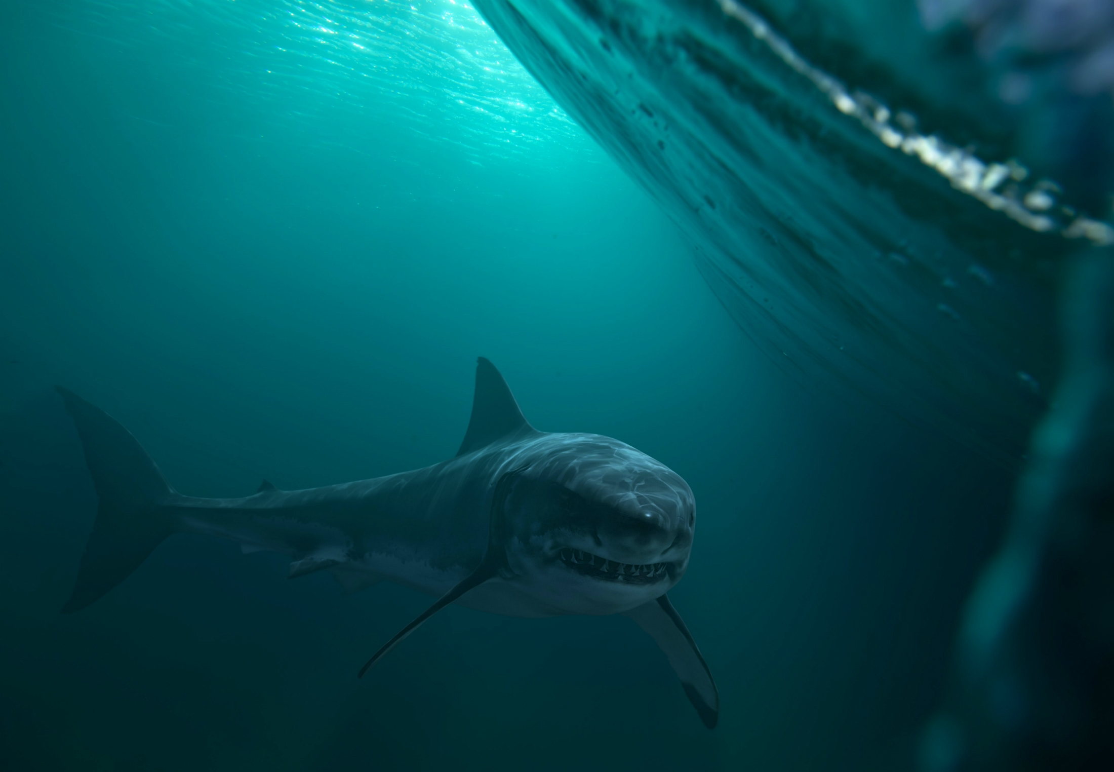 Hait – Lue tästä faktoja haista | tieku.fi