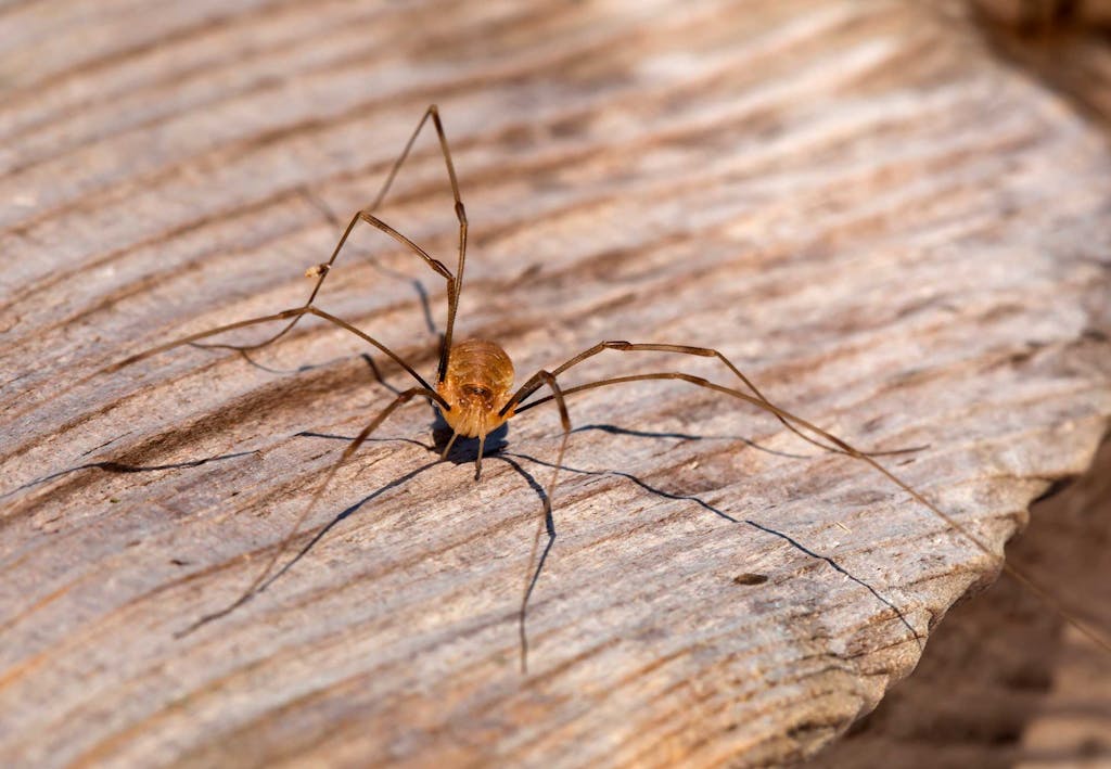 Spinnen in Nederland en België - Overzicht | wibnet.nl