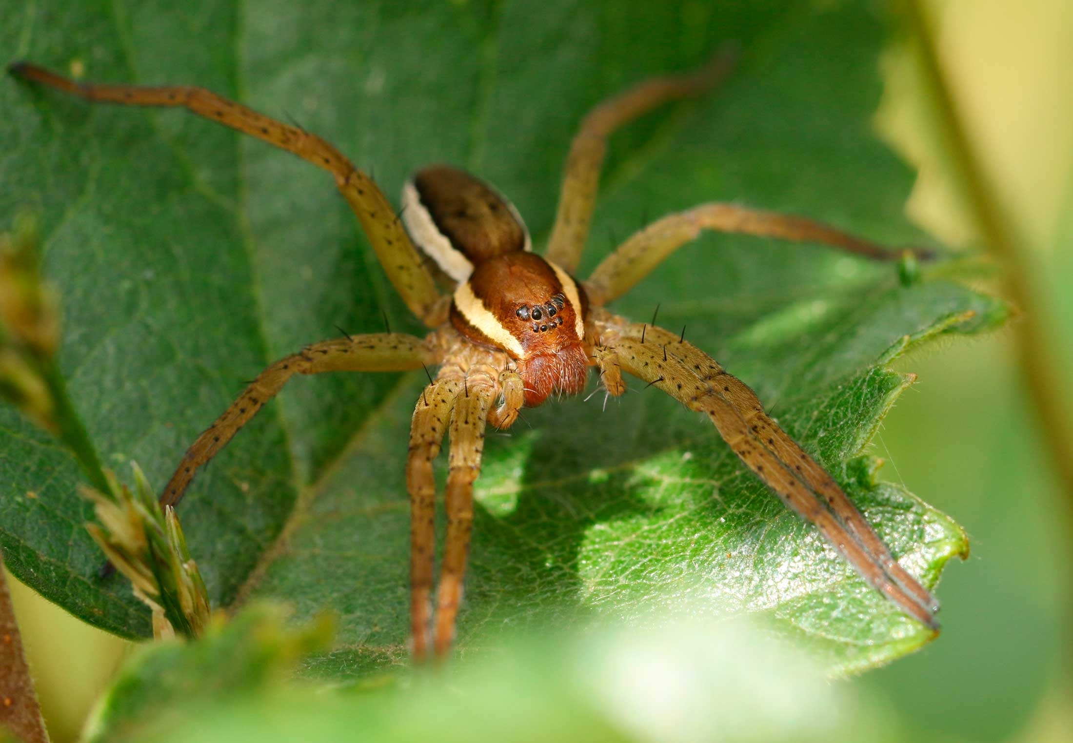 Spinnen in Nederland en België - Overzicht | wibnet.nl