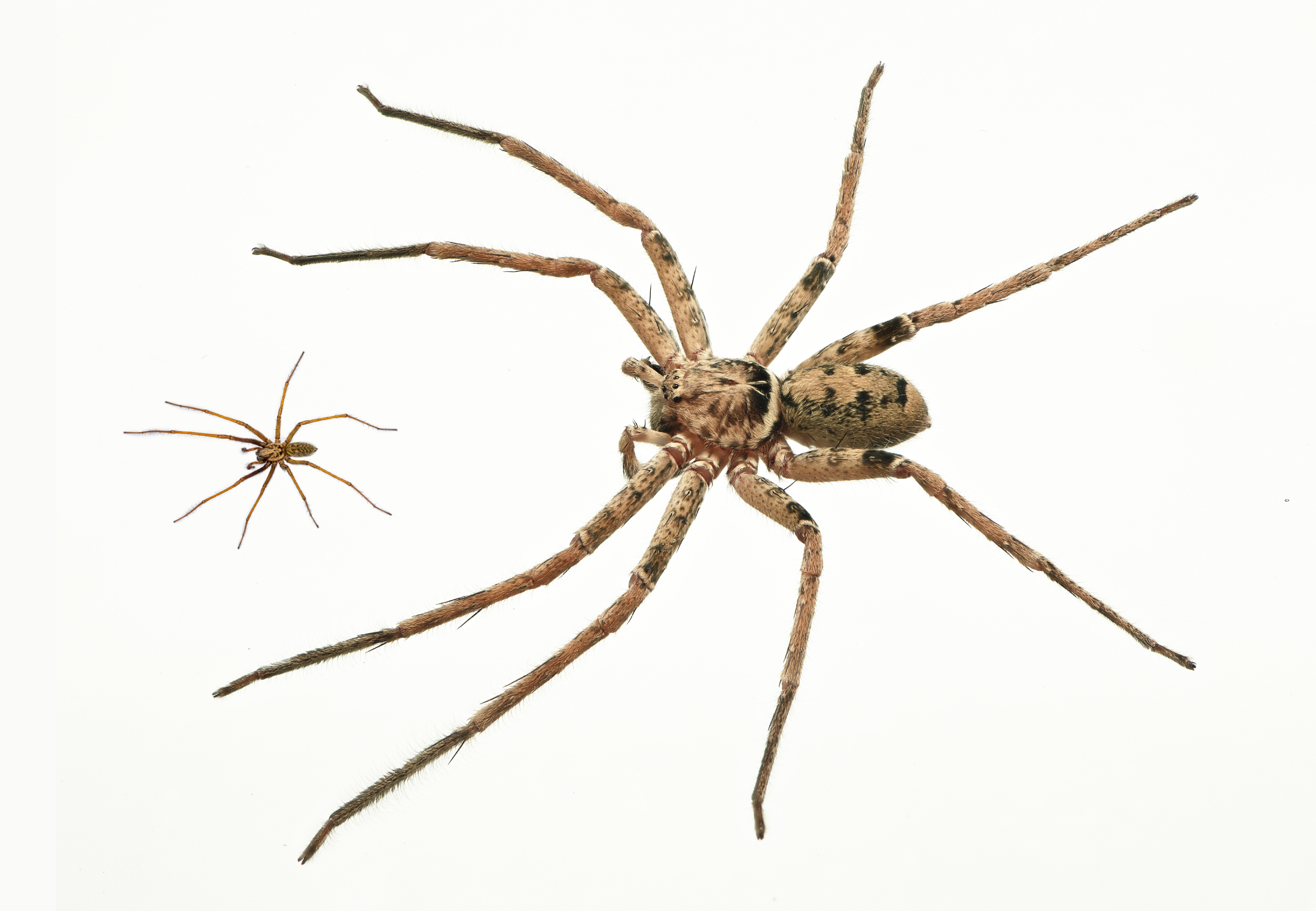 Edderkopper i Norge – få overblikket her | illvit.no