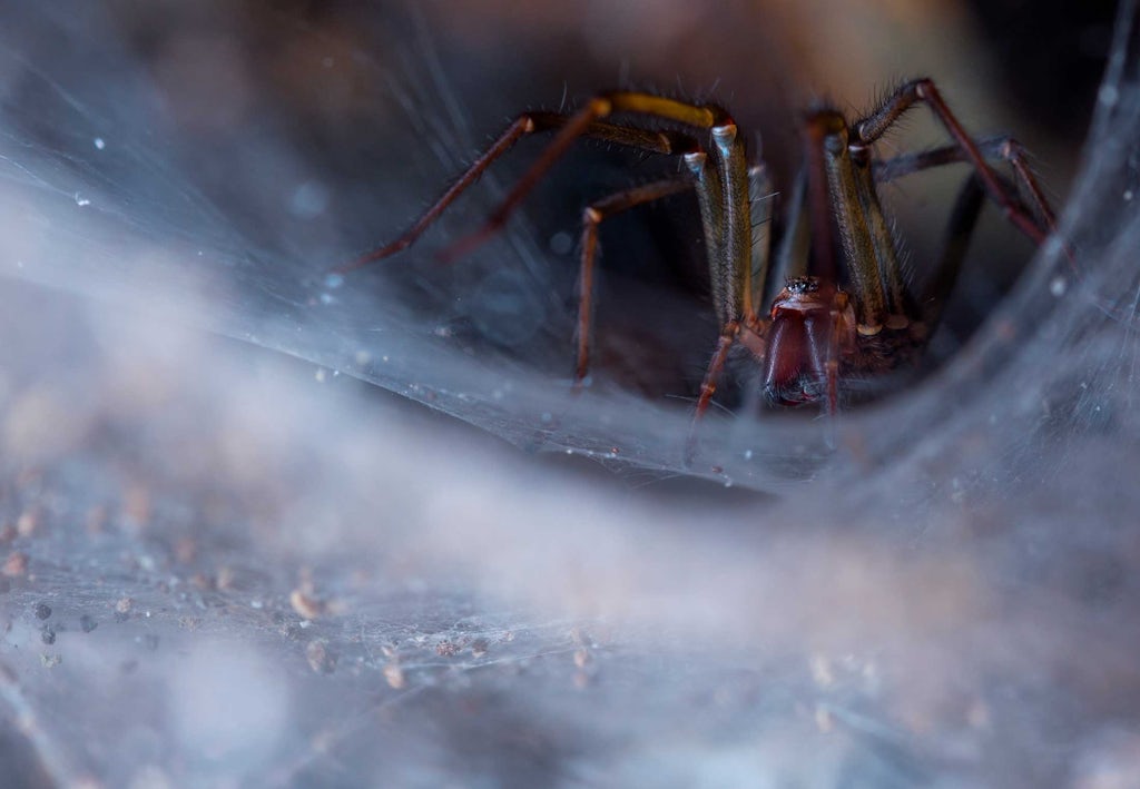 Edderkopper i Norge – få overblikket her | illvit.no