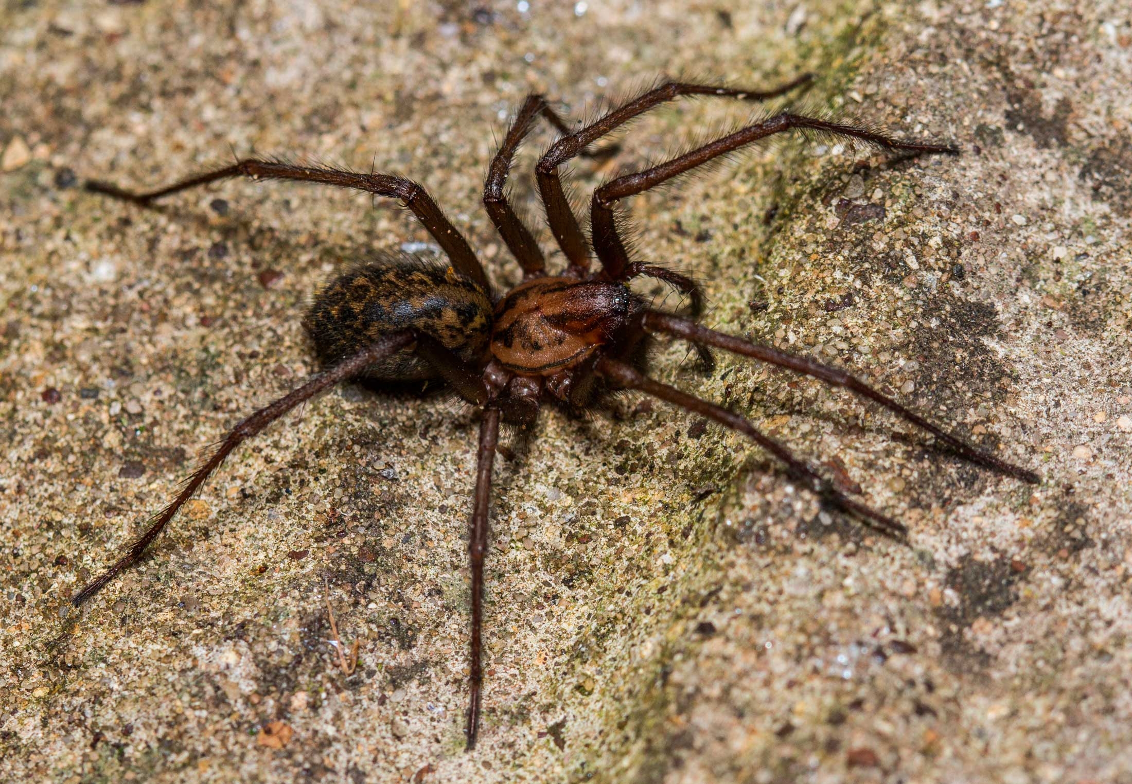 Edderkopper – Les alt om de åttebeinte krypene her | illvit.no