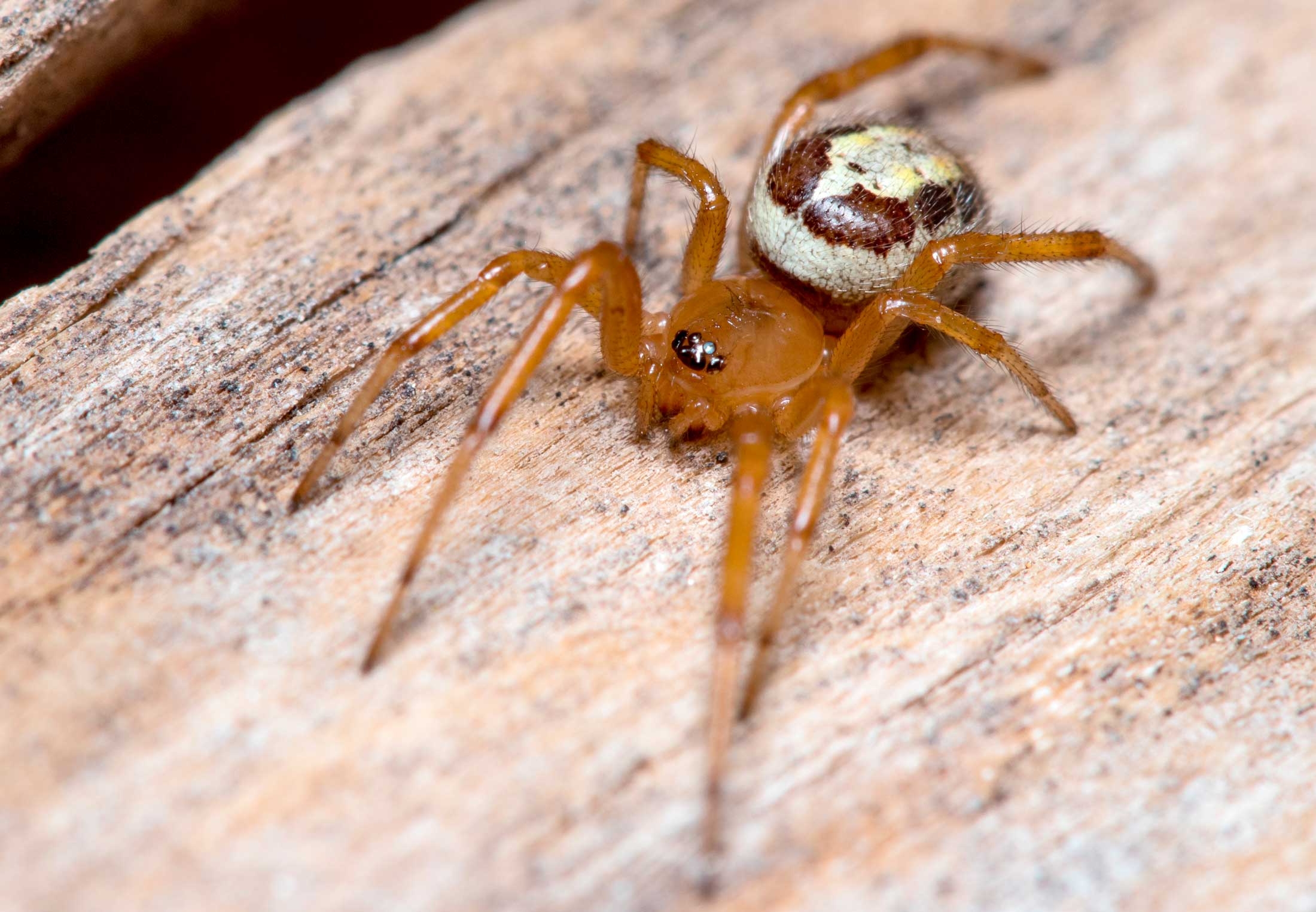 Edderkopper i Norge – få overblikket her | illvit.no