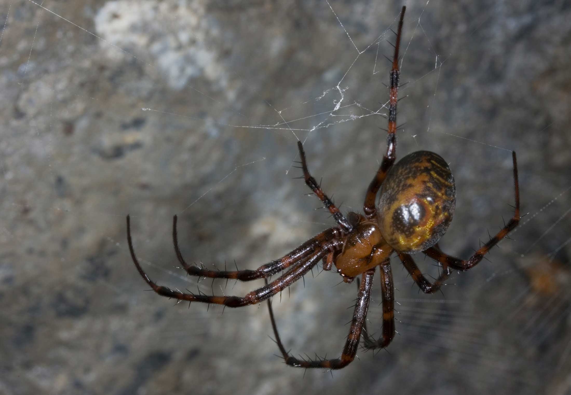 Edderkopper i Norge | illvit.no