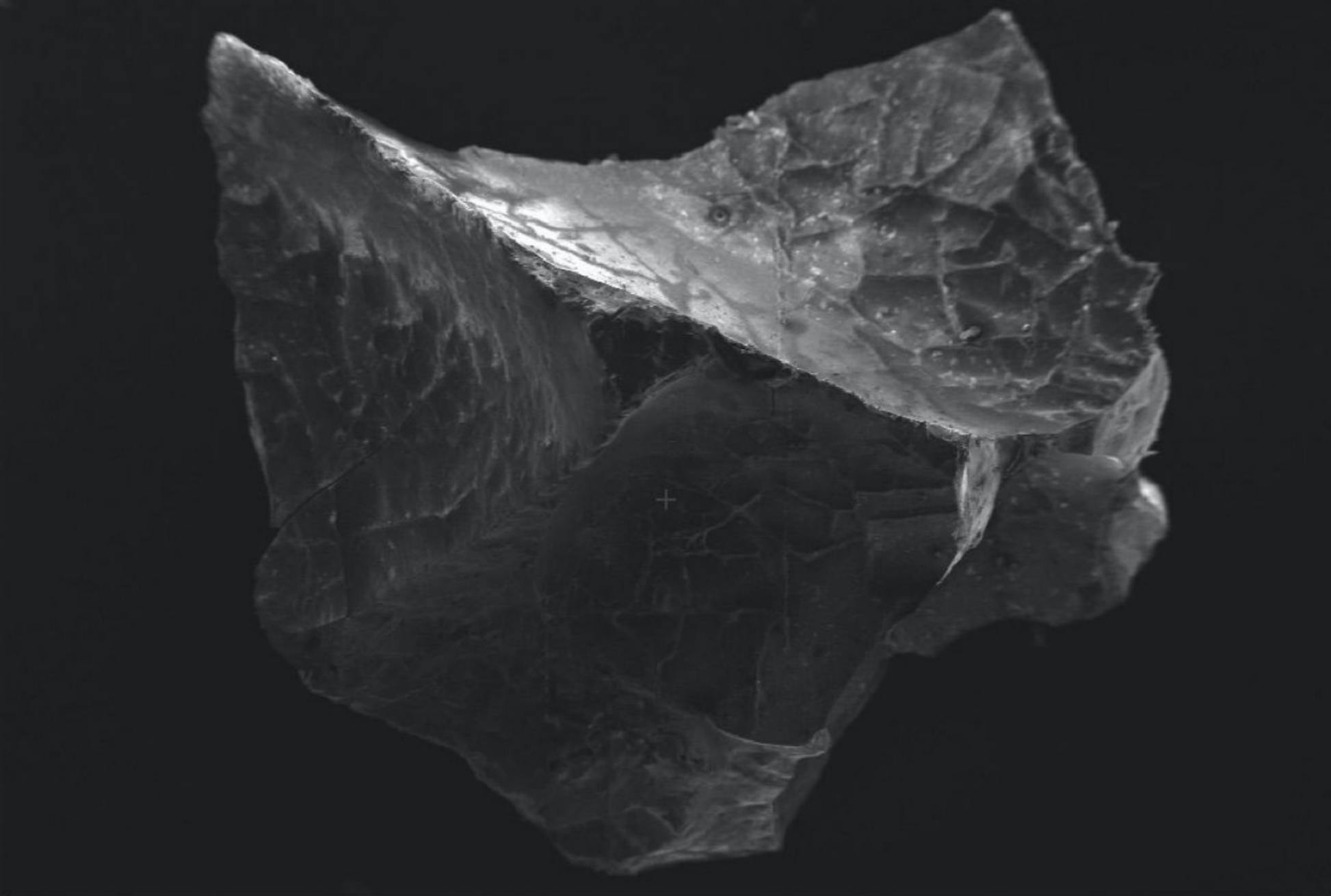 Hersencellen overleven beruchte vulkaanuitbarsting | wibnet.nl