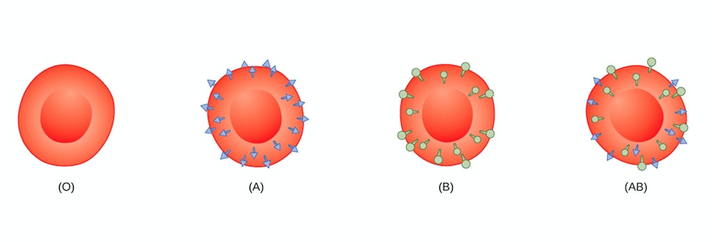 Hvorfor har vi forskjellige blodtyper? | illvit.no