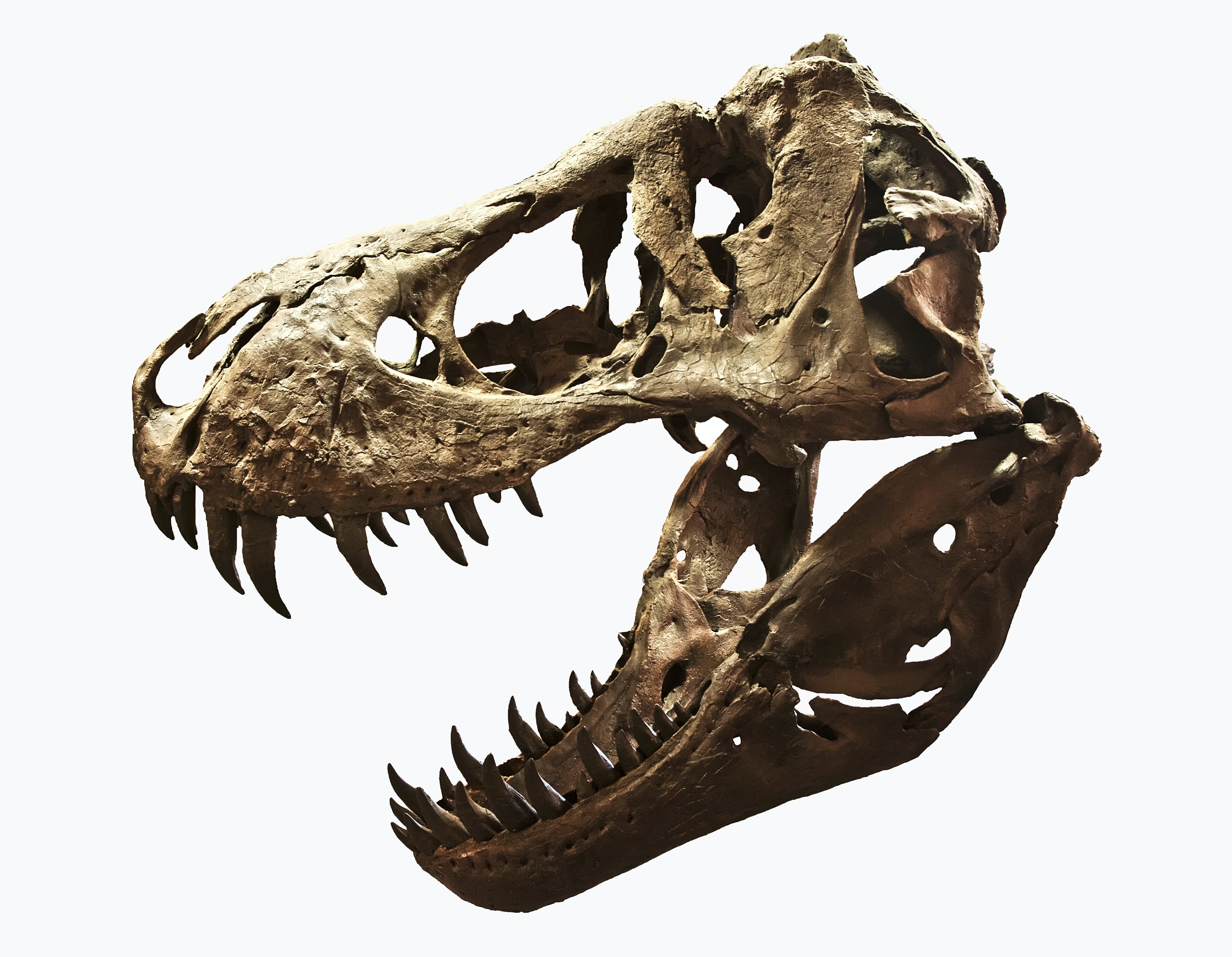 Tyrannosaurus rex – träffa världens största rovdinosaurie | illvet.se