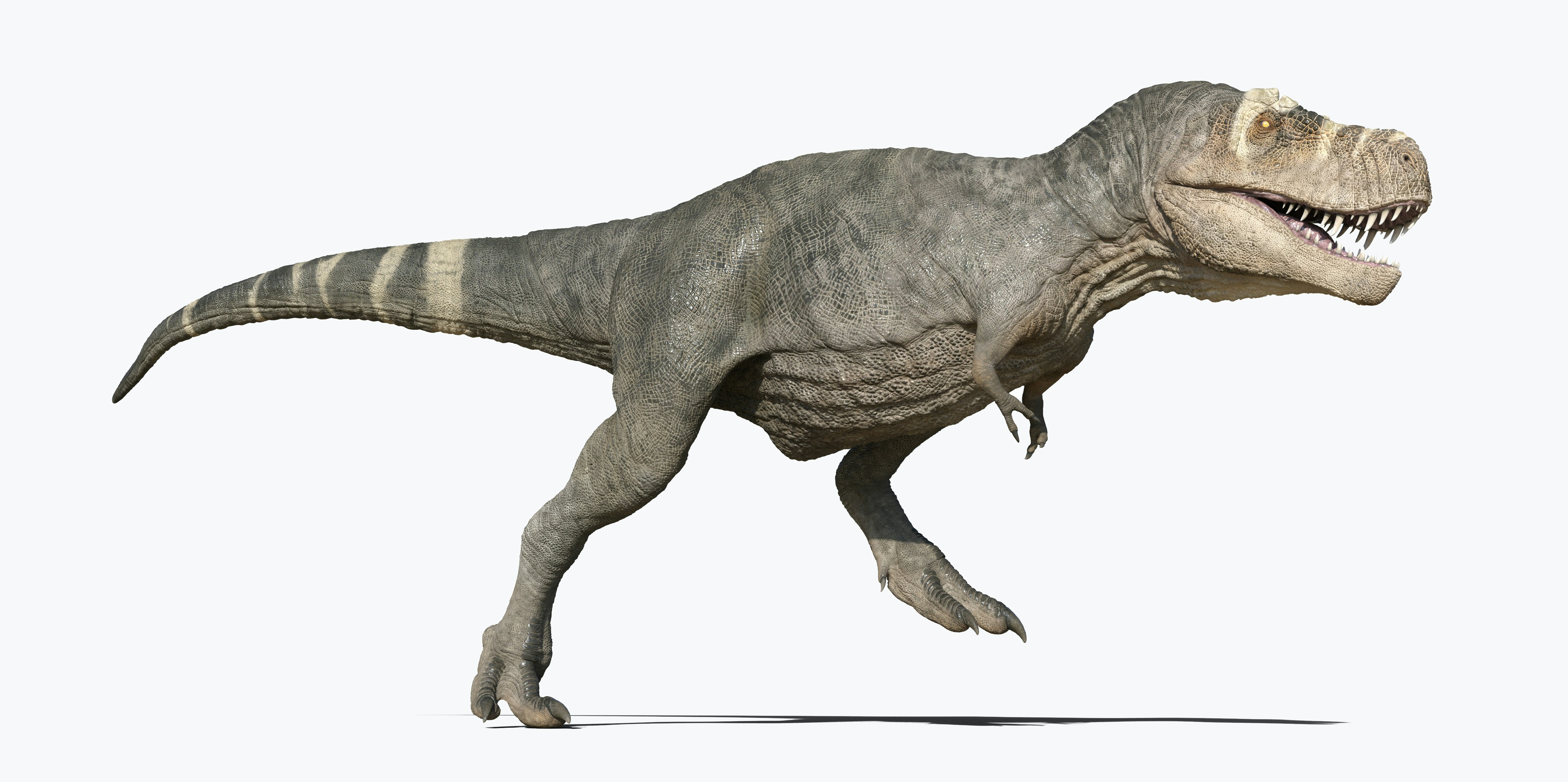 T. rex - Maak kennis met de grootste roofdino ter wereld | wibnet.nl