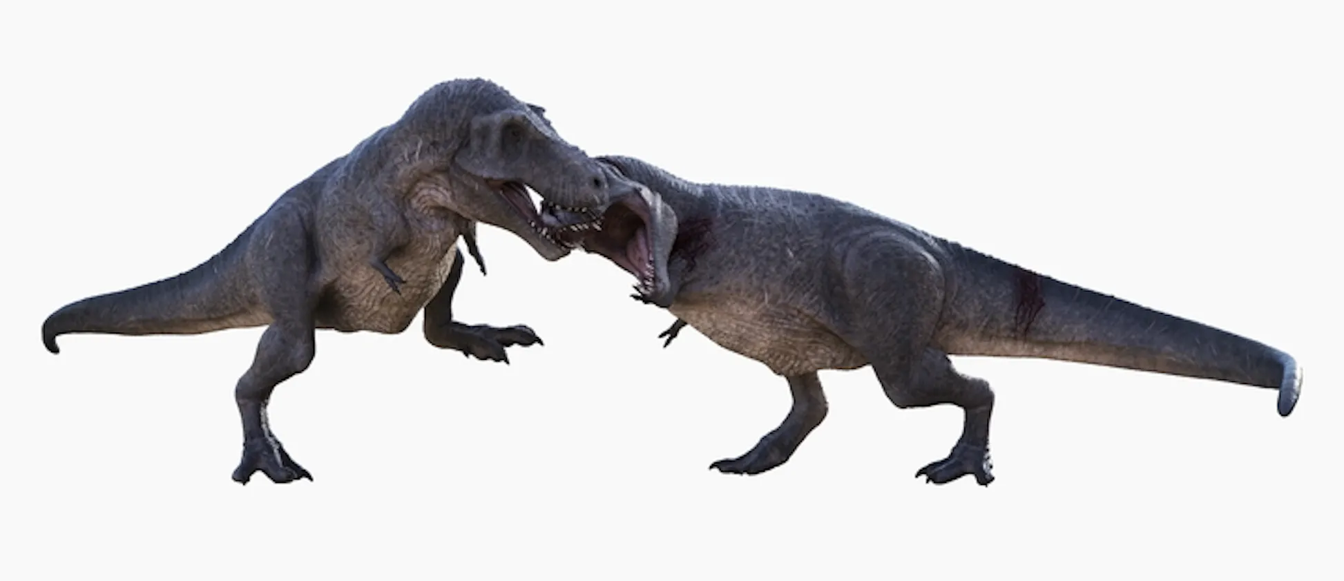 T. rex - Maak kennis met de grootste roofdino ter wereld | wibnet.nl