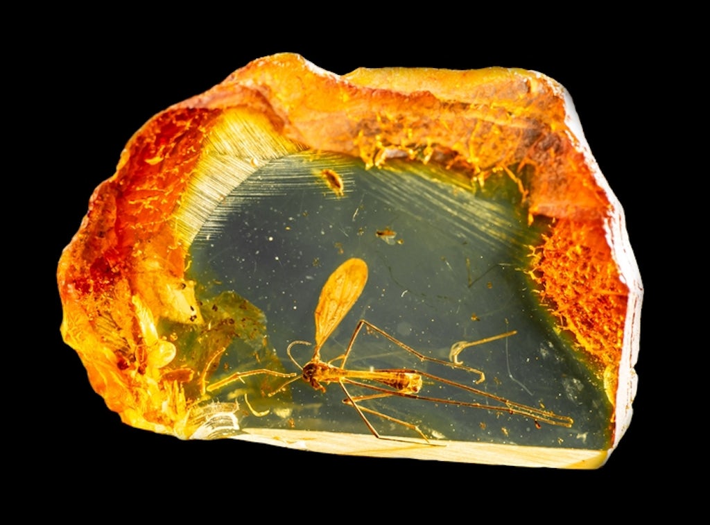 T. rex - Maak kennis met de grootste roofdino ter wereld | wibnet.nl