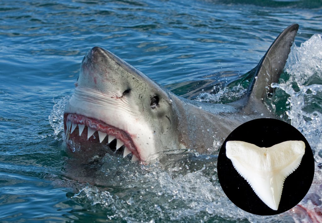 Witte haai – kom dicht bij ’s werelds gevaarlijkste haai | wibnet.nl