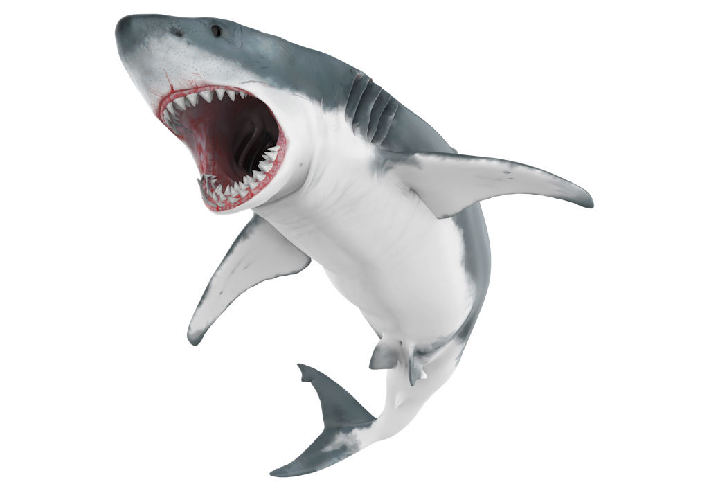 Witte haai – kom dicht bij ’s werelds gevaarlijkste haai | wibnet.nl