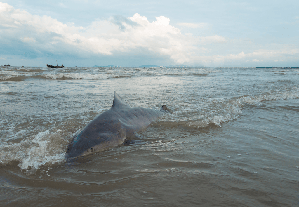 Hajer - Få fakta om hajer her | illvid.dk