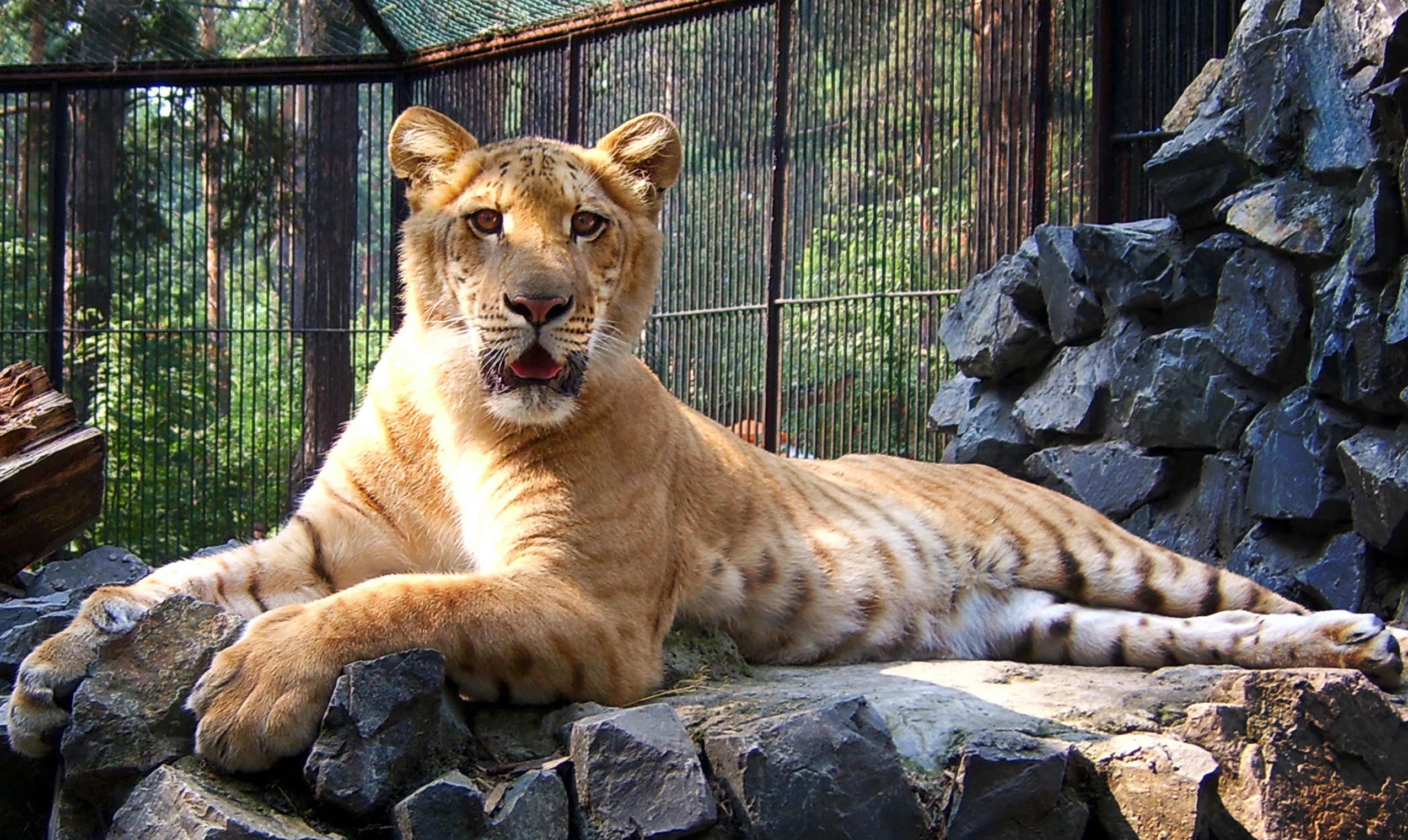 Vilka arter kan få ungar med varandra? | illvet.se