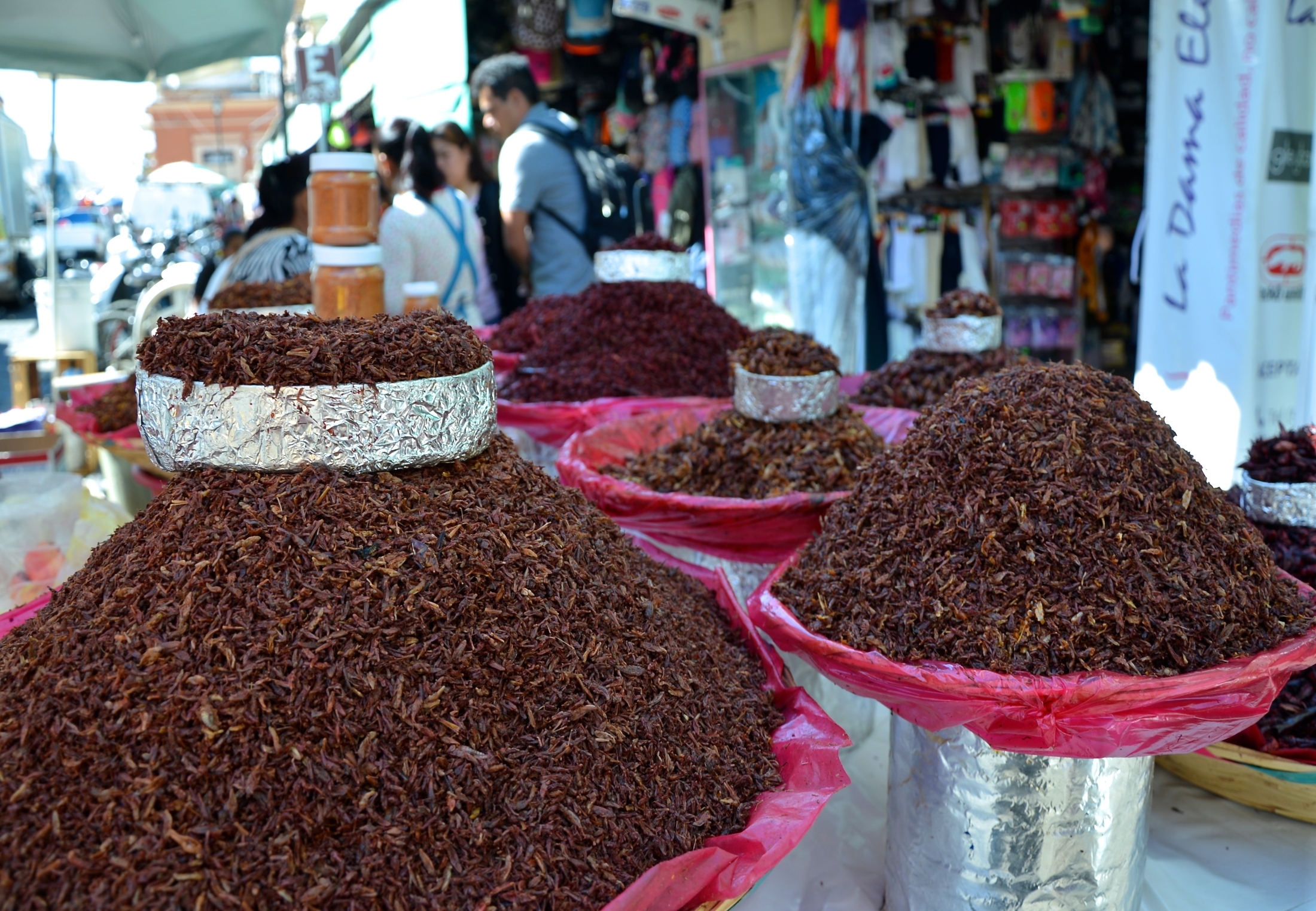 Insecten | Wat zijn insecten? En wat eten ze? | wibnet.nl