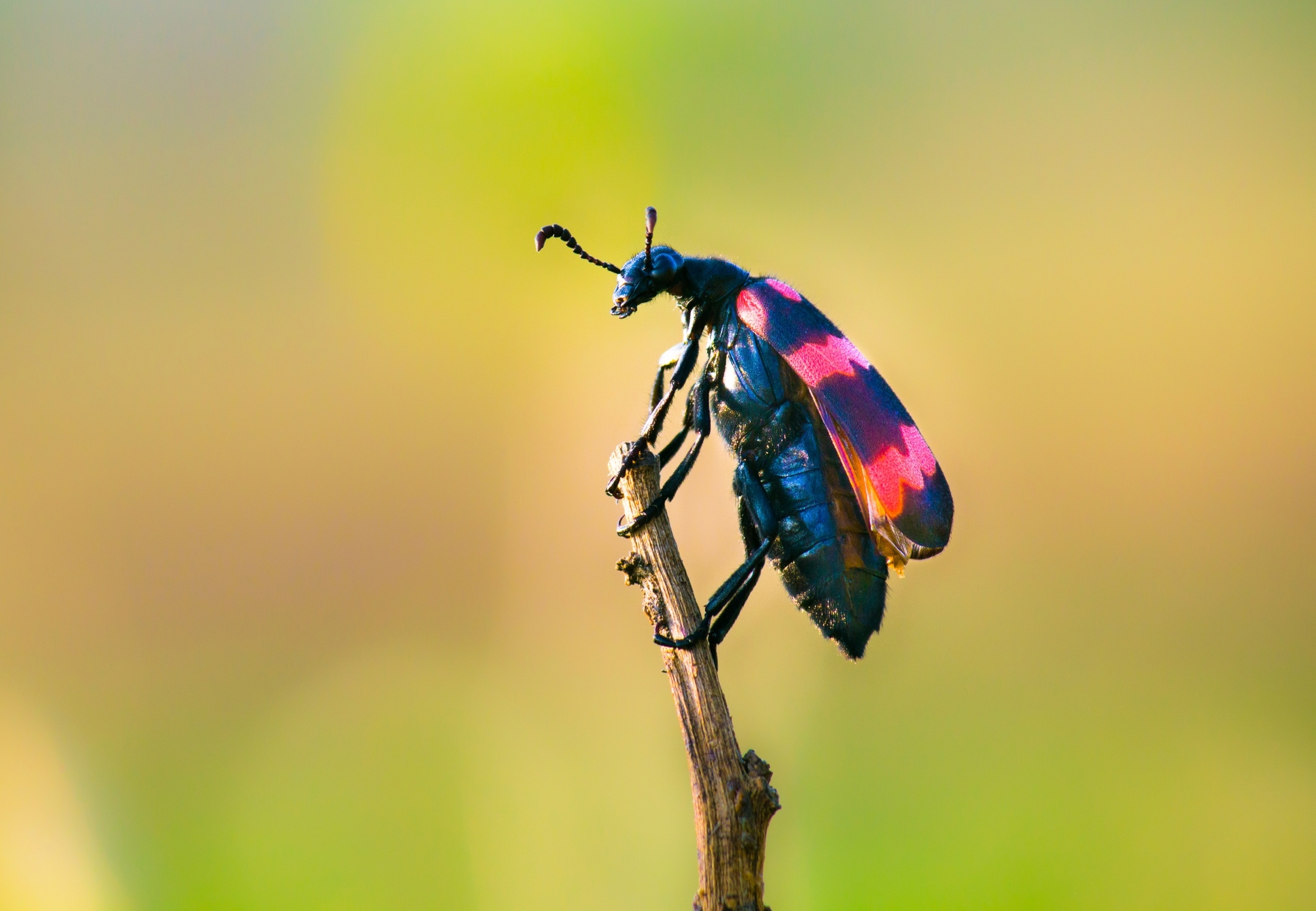 Insecten | Wat zijn insecten? En wat eten ze? | wibnet.nl