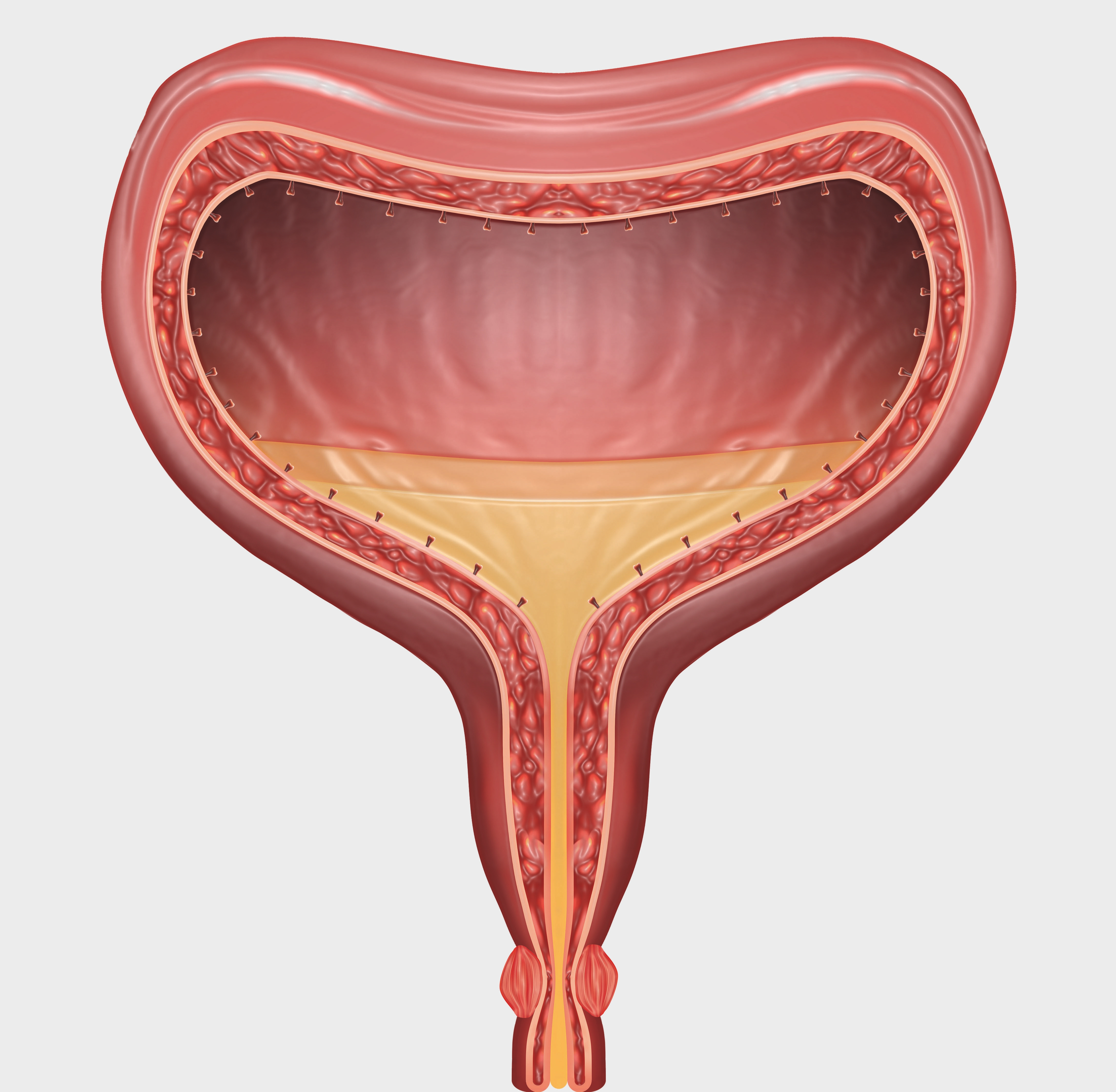 Voiko virtsarakko revetä, jos pidättelet liian pitkään? | tieku.fi