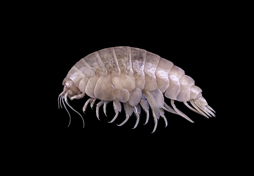 Marianentrog – Ga mee naar de diepste plek op aarde | wibnet.nl