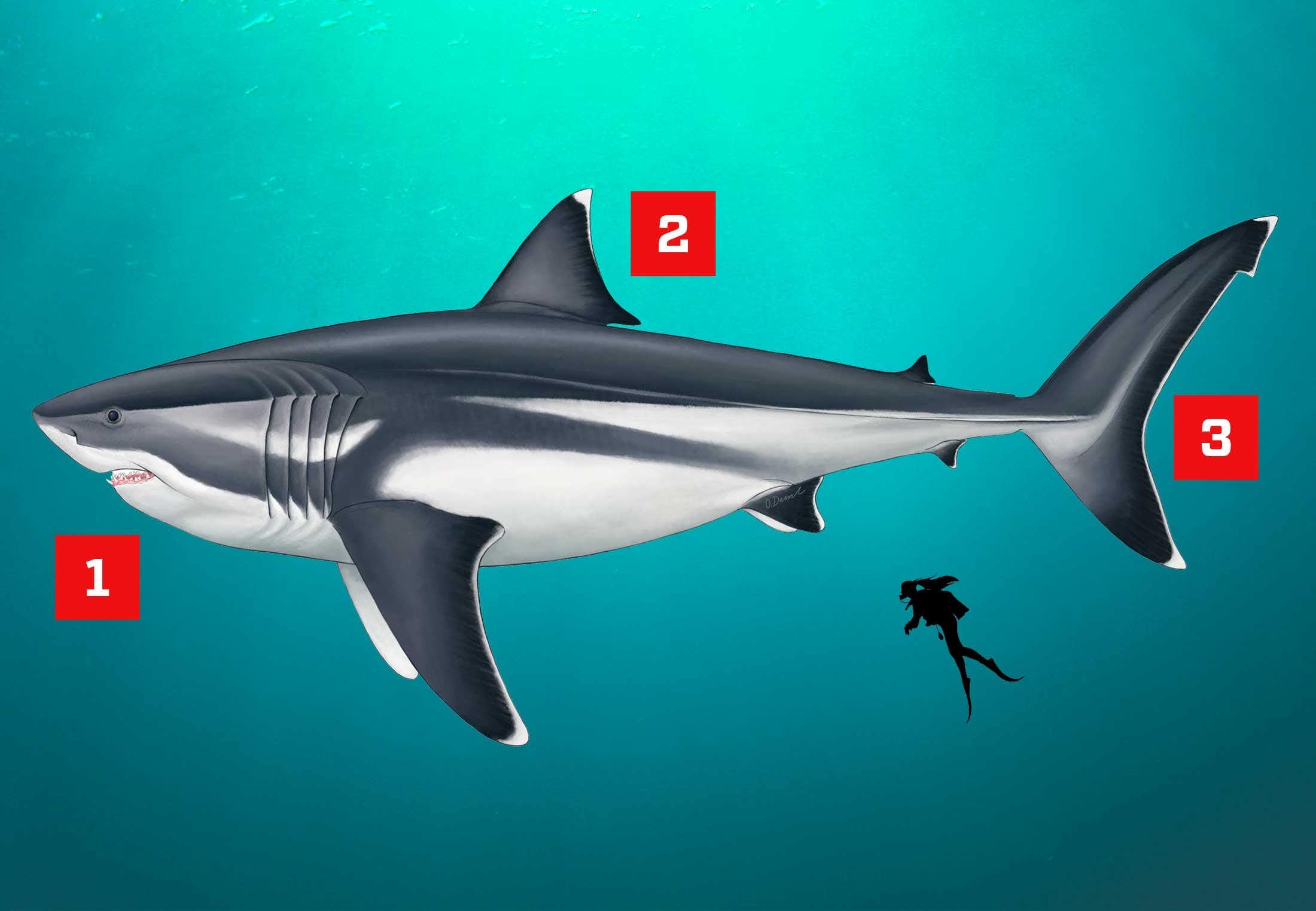 Megalodon - meet the largest shark ever here | scienceillustrated.com