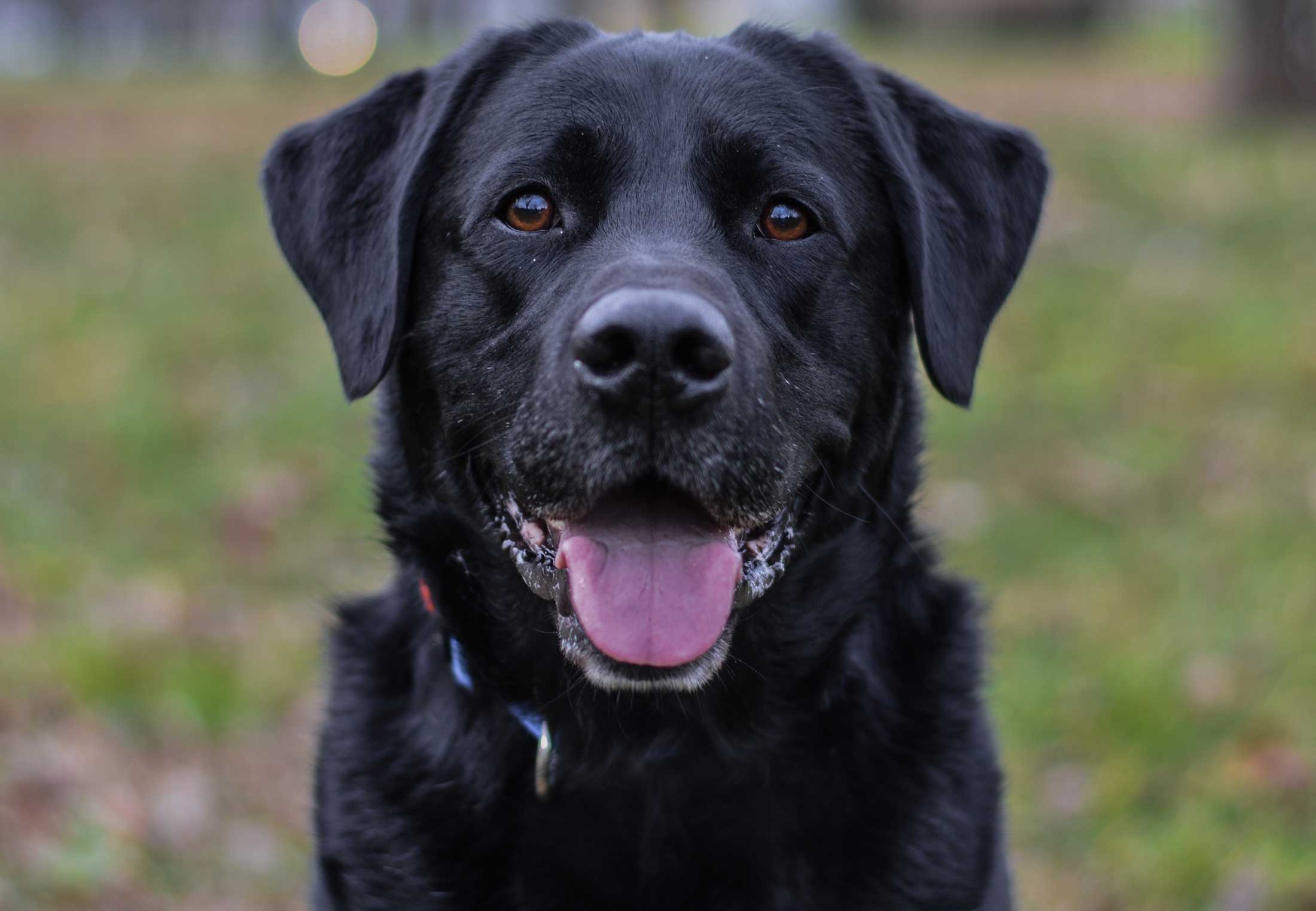 Dog years in human years - use our calculator | scienceillustrated.com