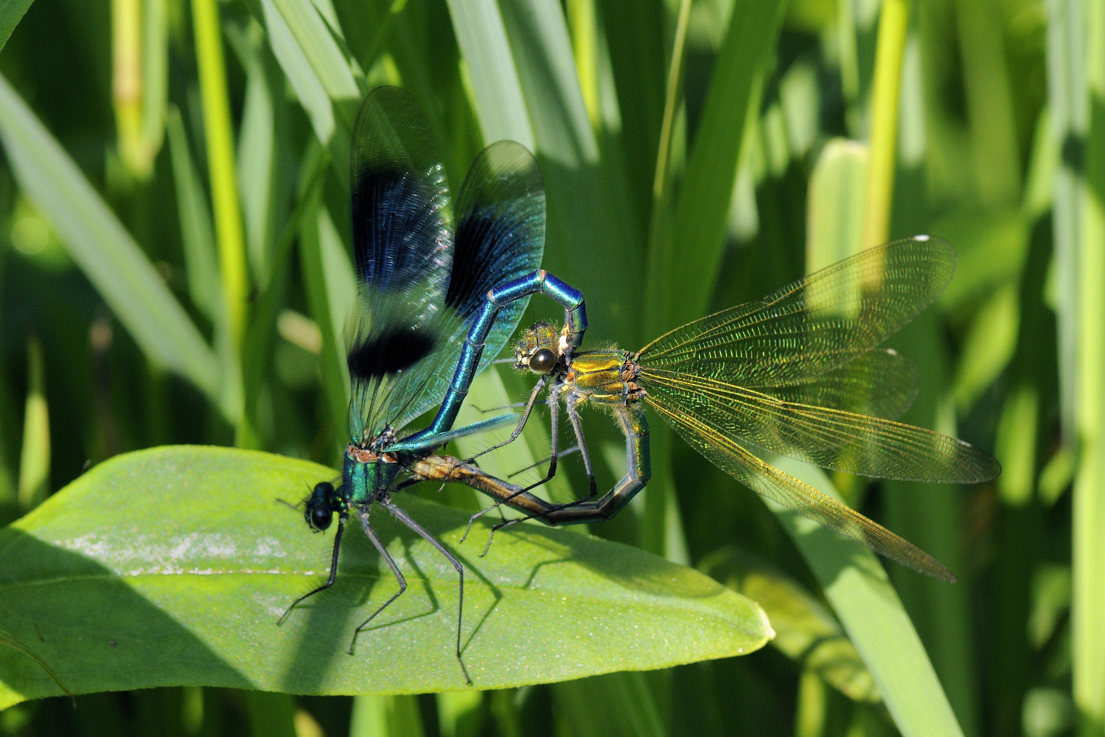 Hvilke dyr har de største kønsorganer? | illvid.dk