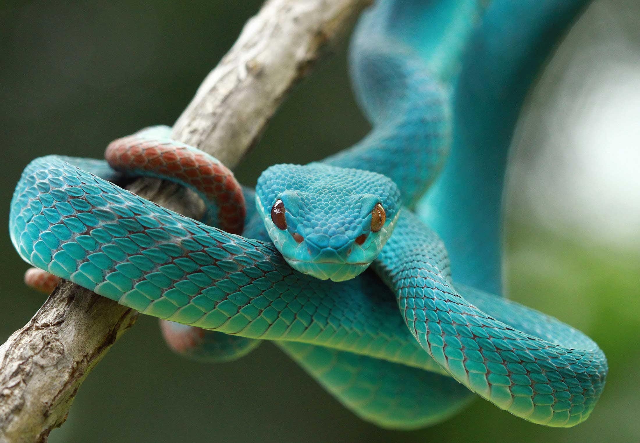 De 12 farligaste djuren för människan | illvet.se