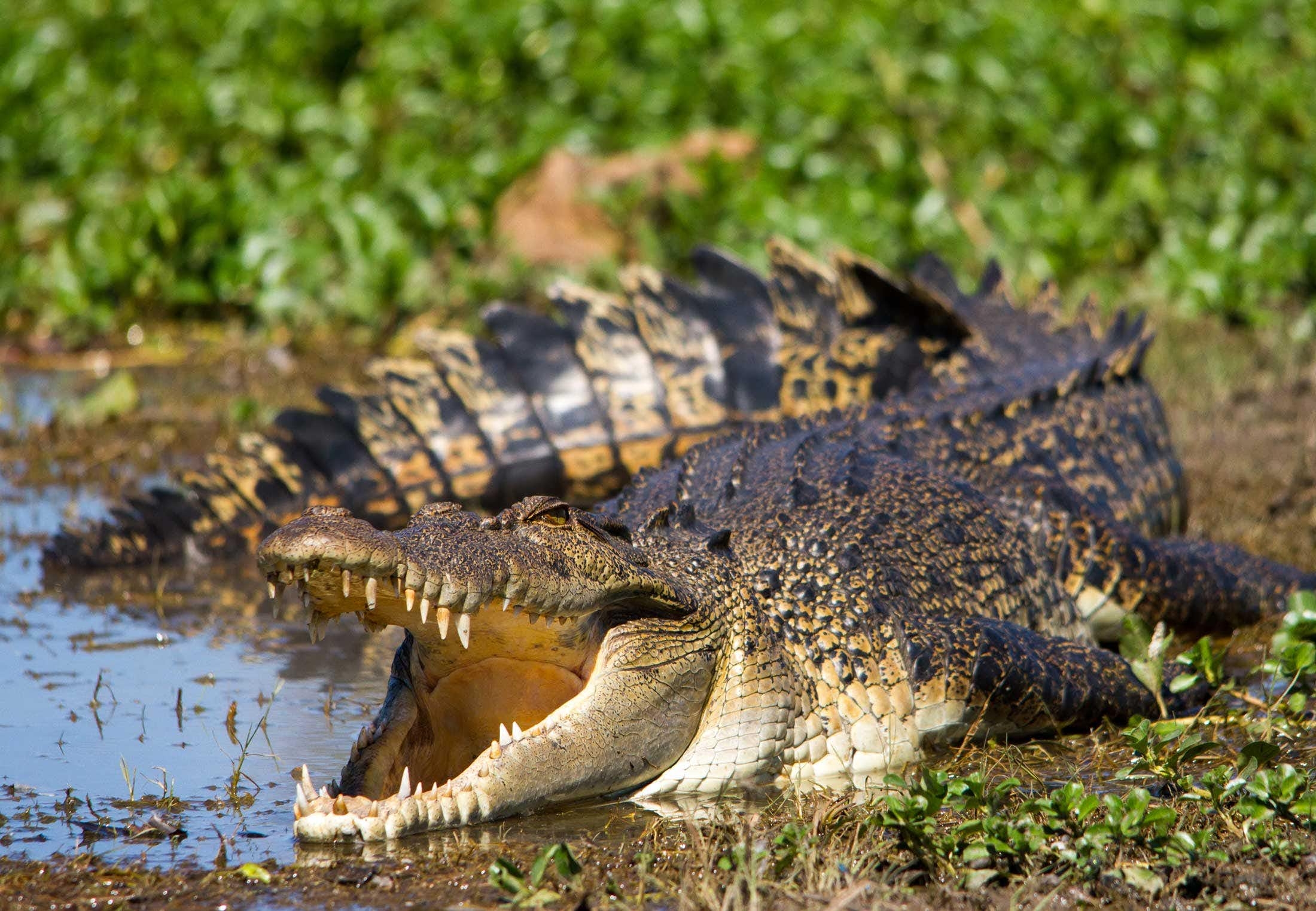 12 ihmiselle vaarallisinta eläintä | tieku.fi