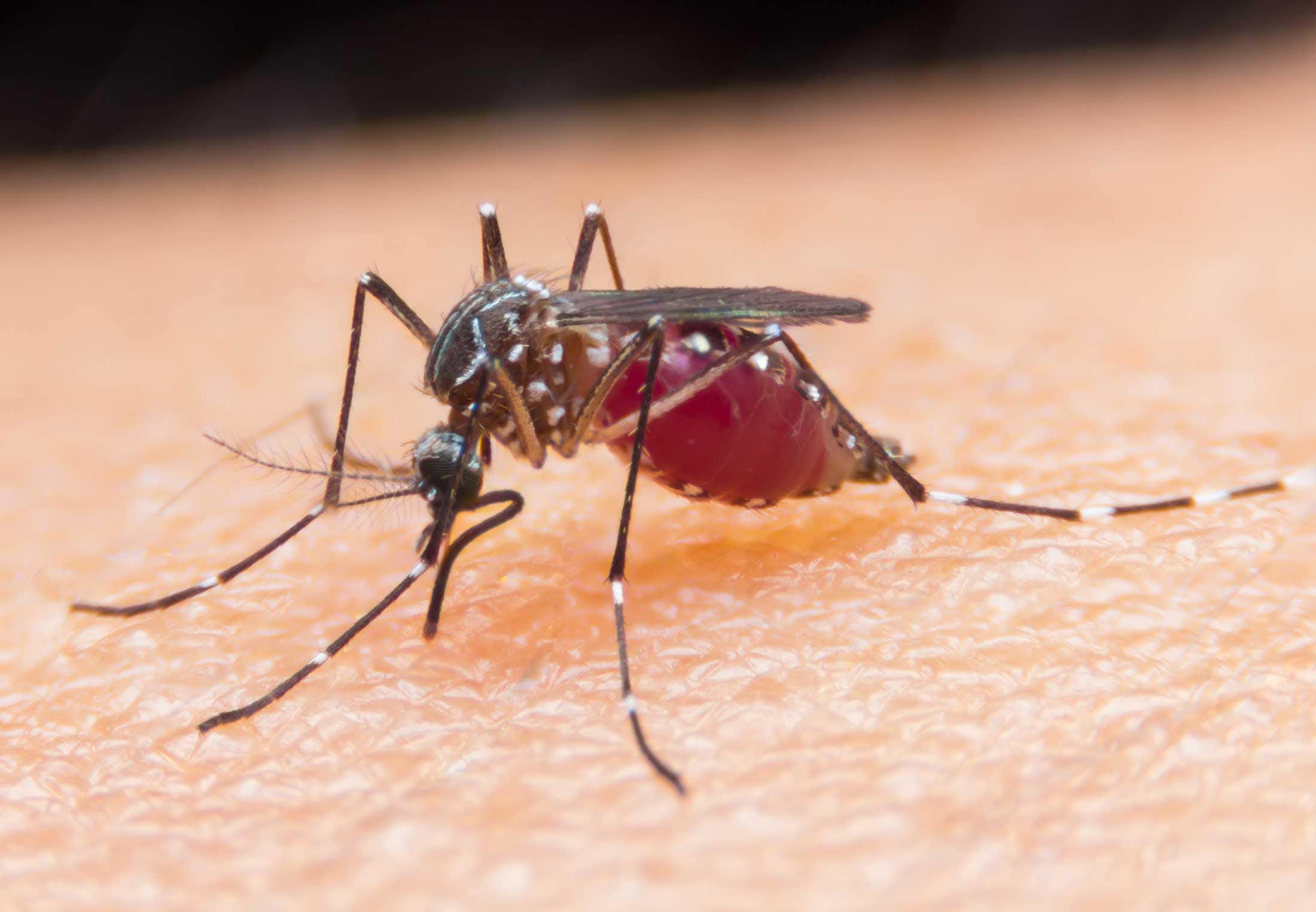 12 ihmiselle vaarallisinta eläintä | tieku.fi